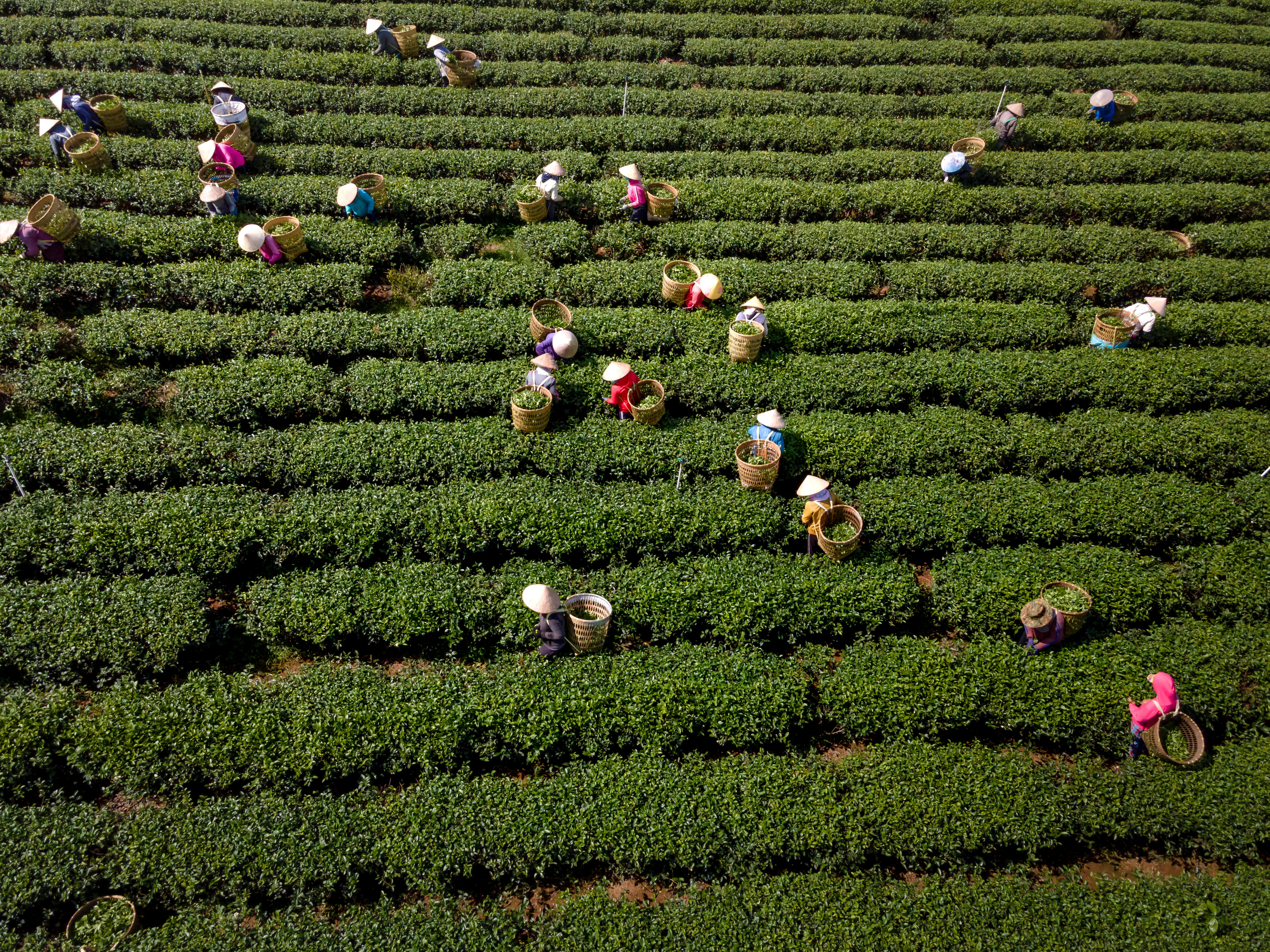 Farmers in the Crop Field · Free Stock Photo