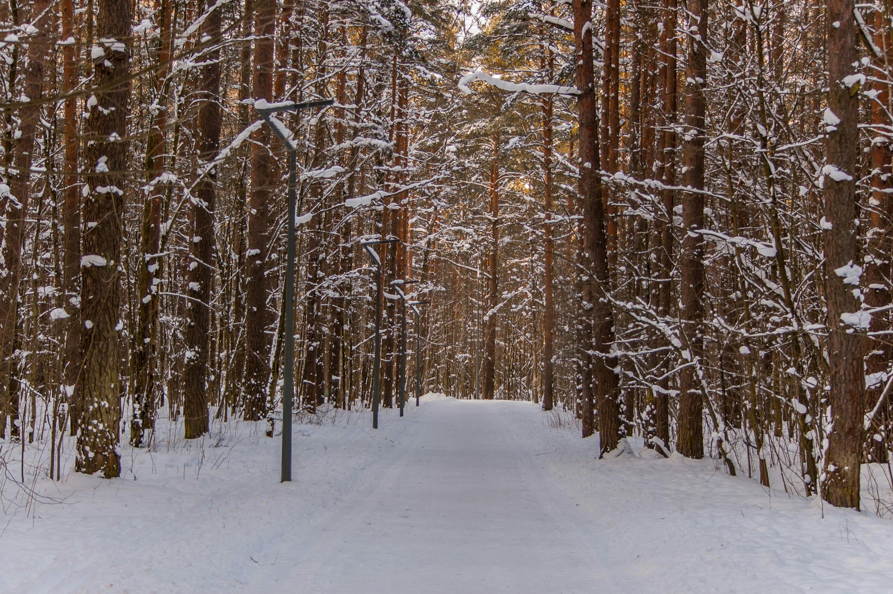 Photograph of Brown Trees with White Snow · Free Stock Photo