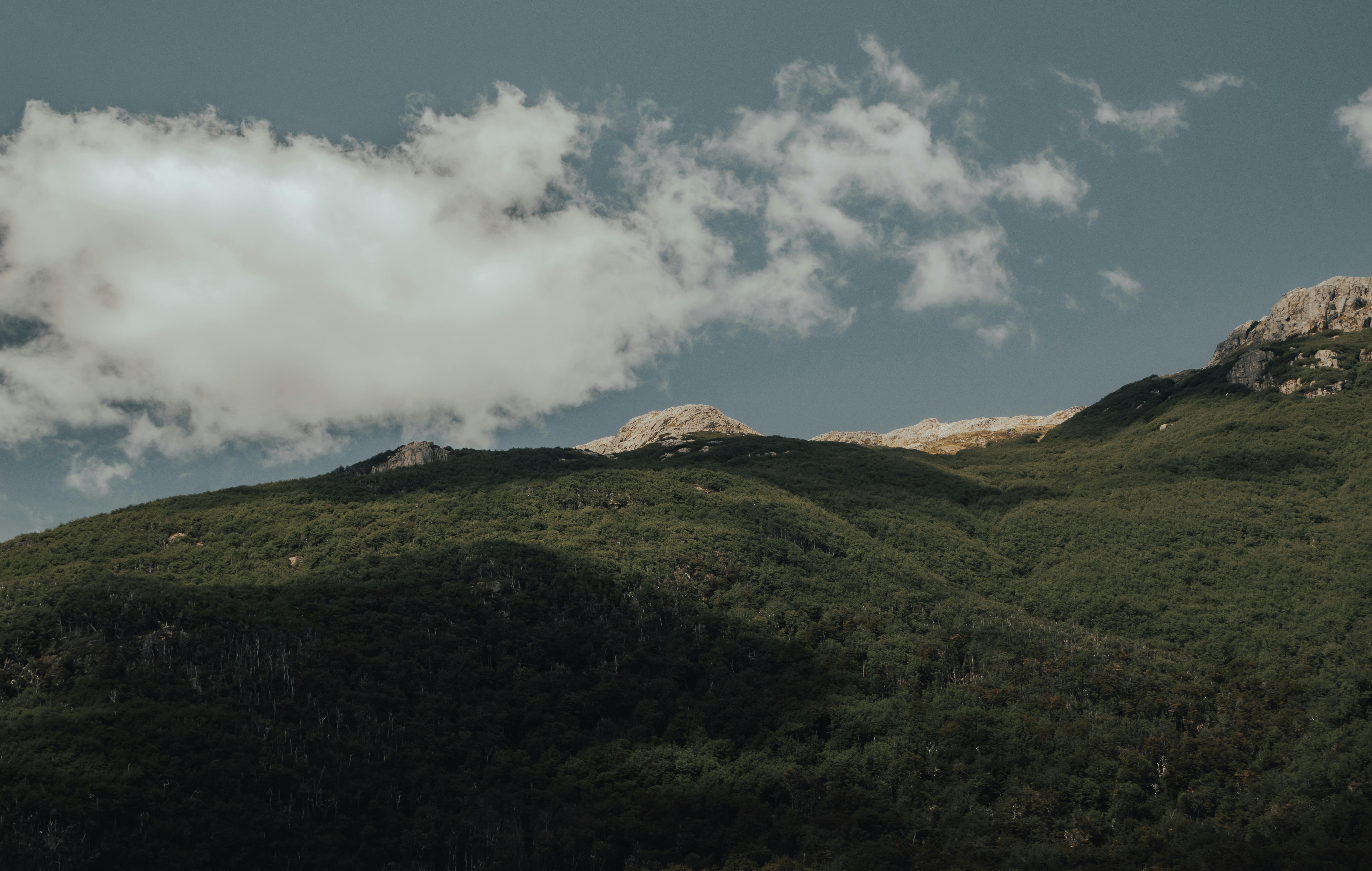 Downhill Path Between Leafless Trees · Free Stock Photo
