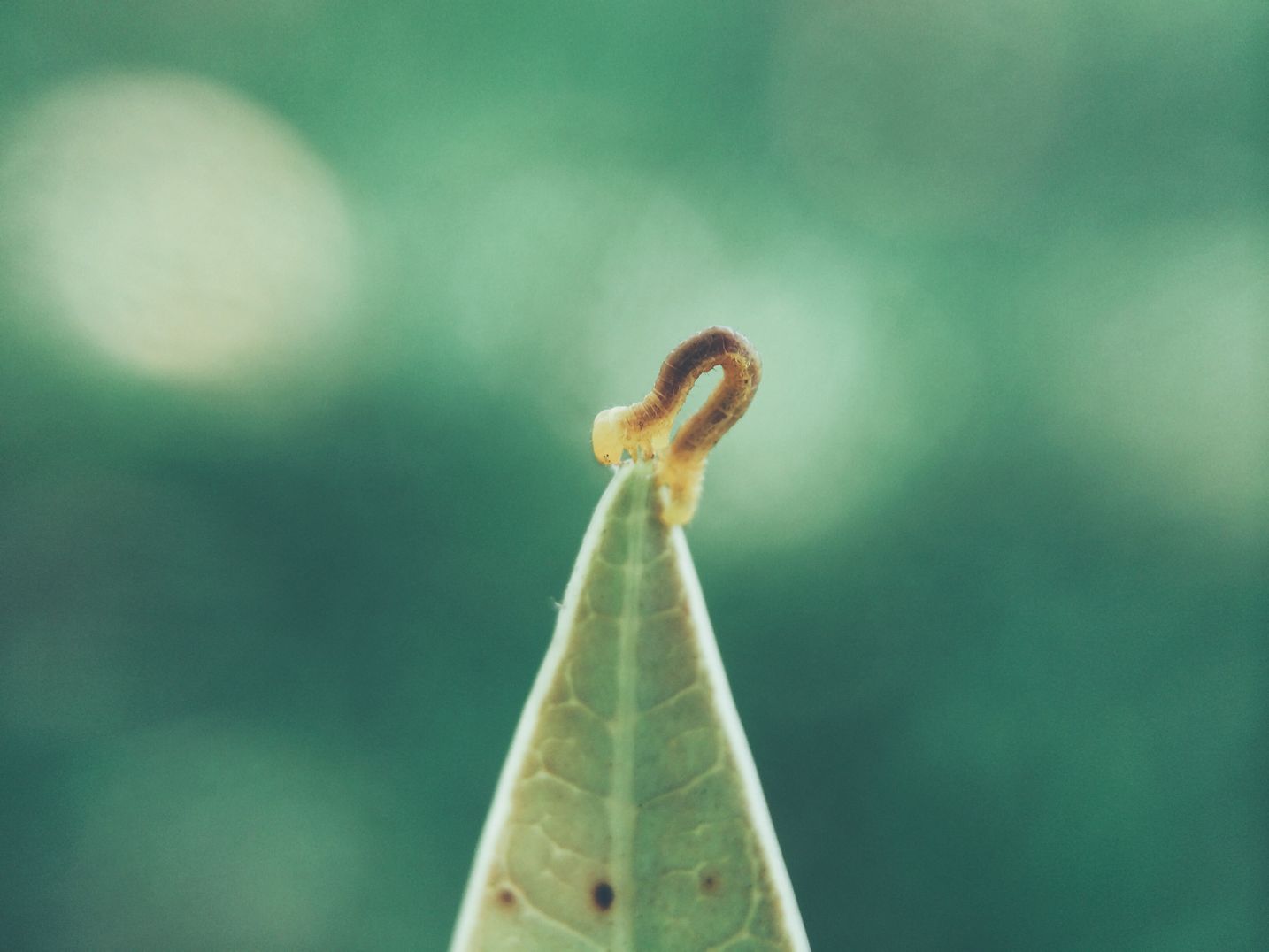 Can You Catch Pinworms from Dogs? Facts and Prevention Tips