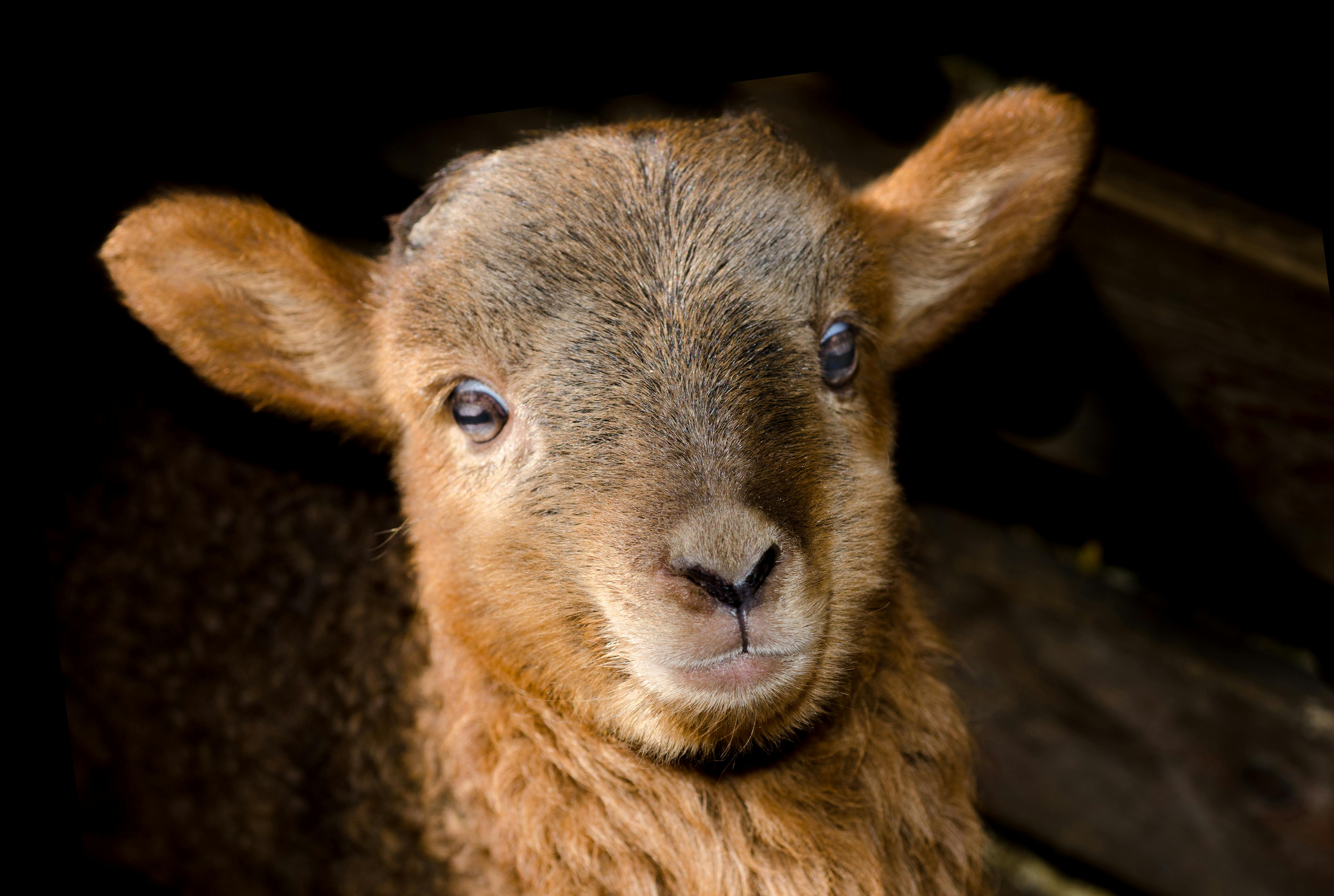 Brown Sheep Close Up Photography · Free Stock Photo