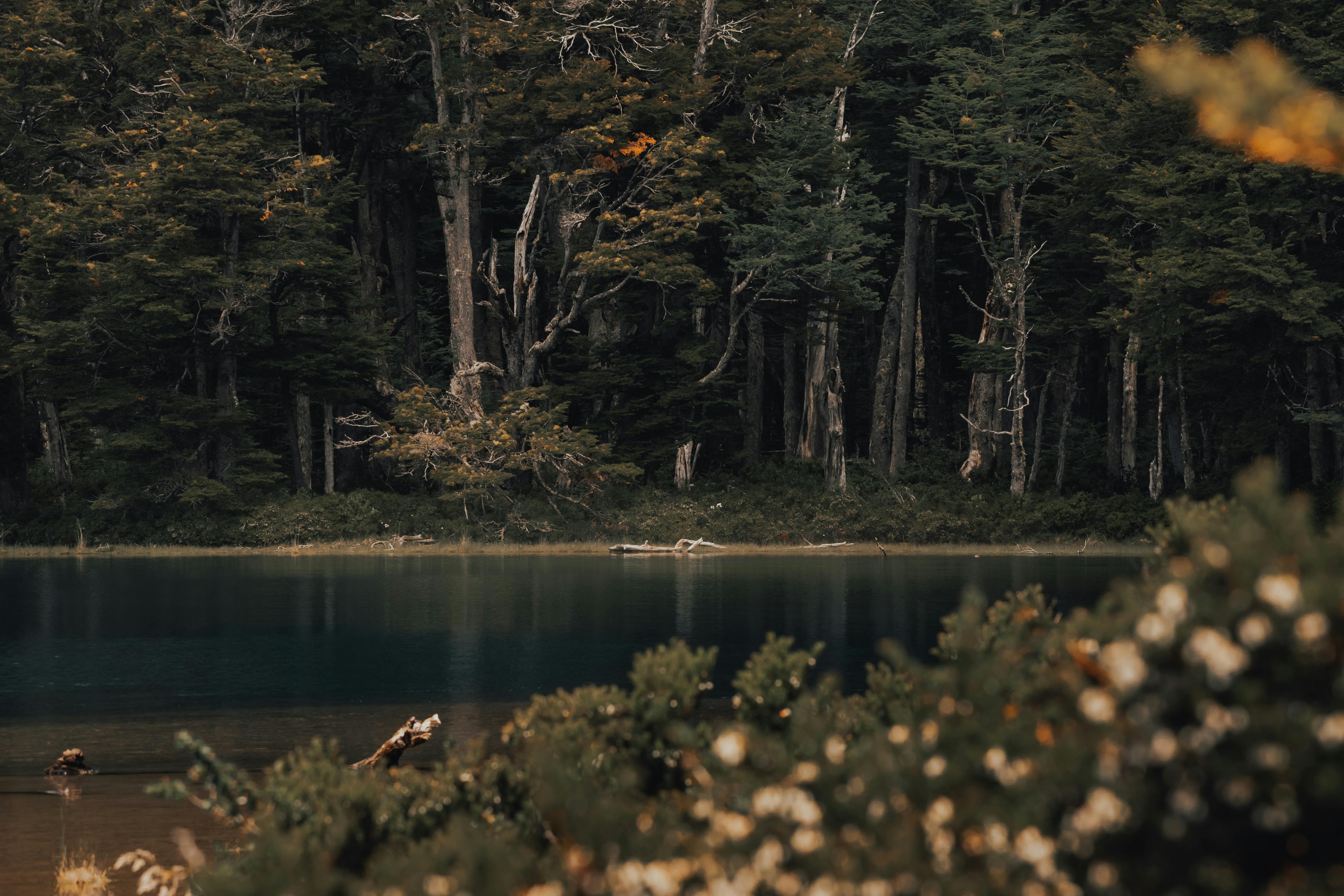 Fallen Tree in the Forest · Free Stock Photo