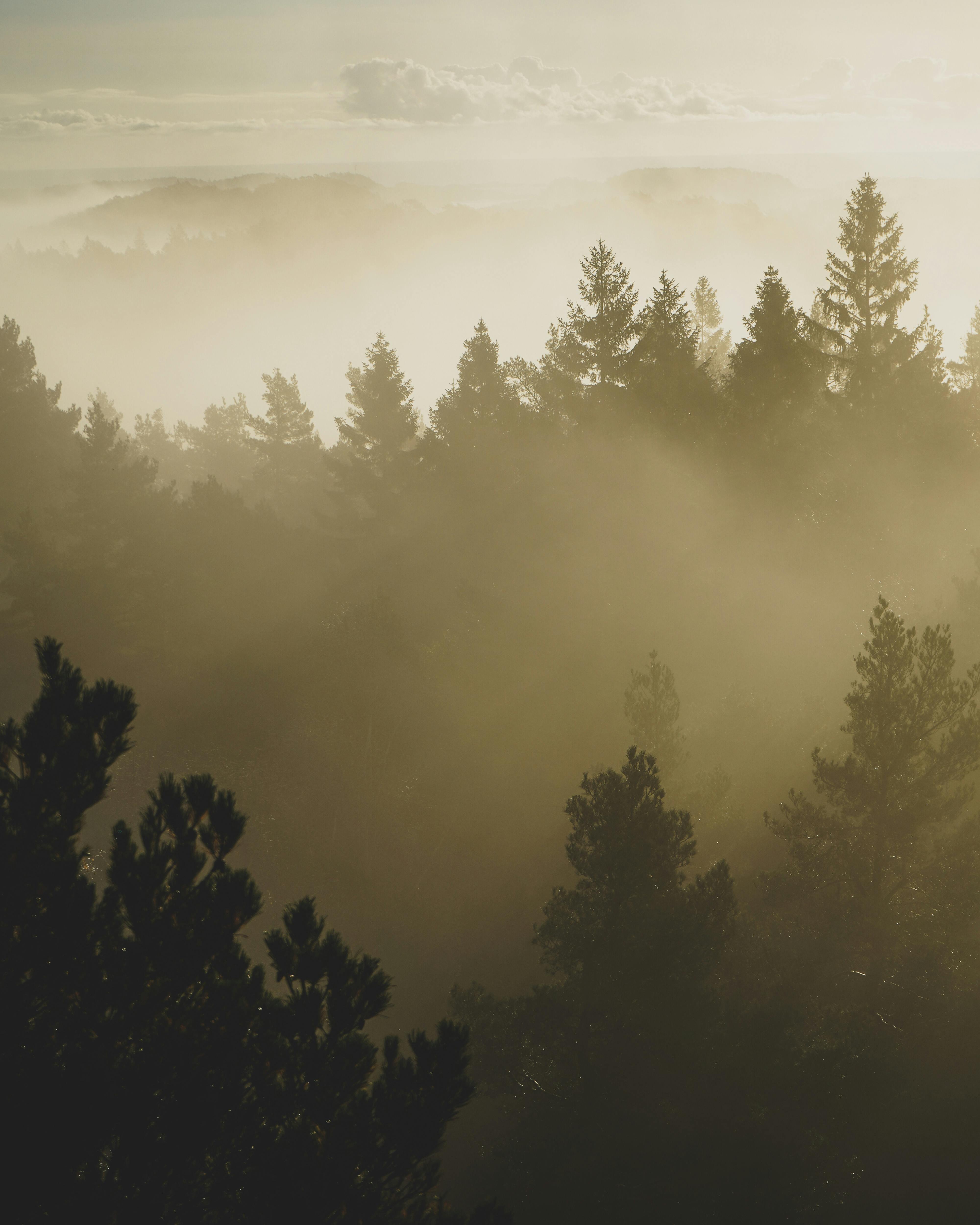 A Trees with Fog · Free Stock Photo