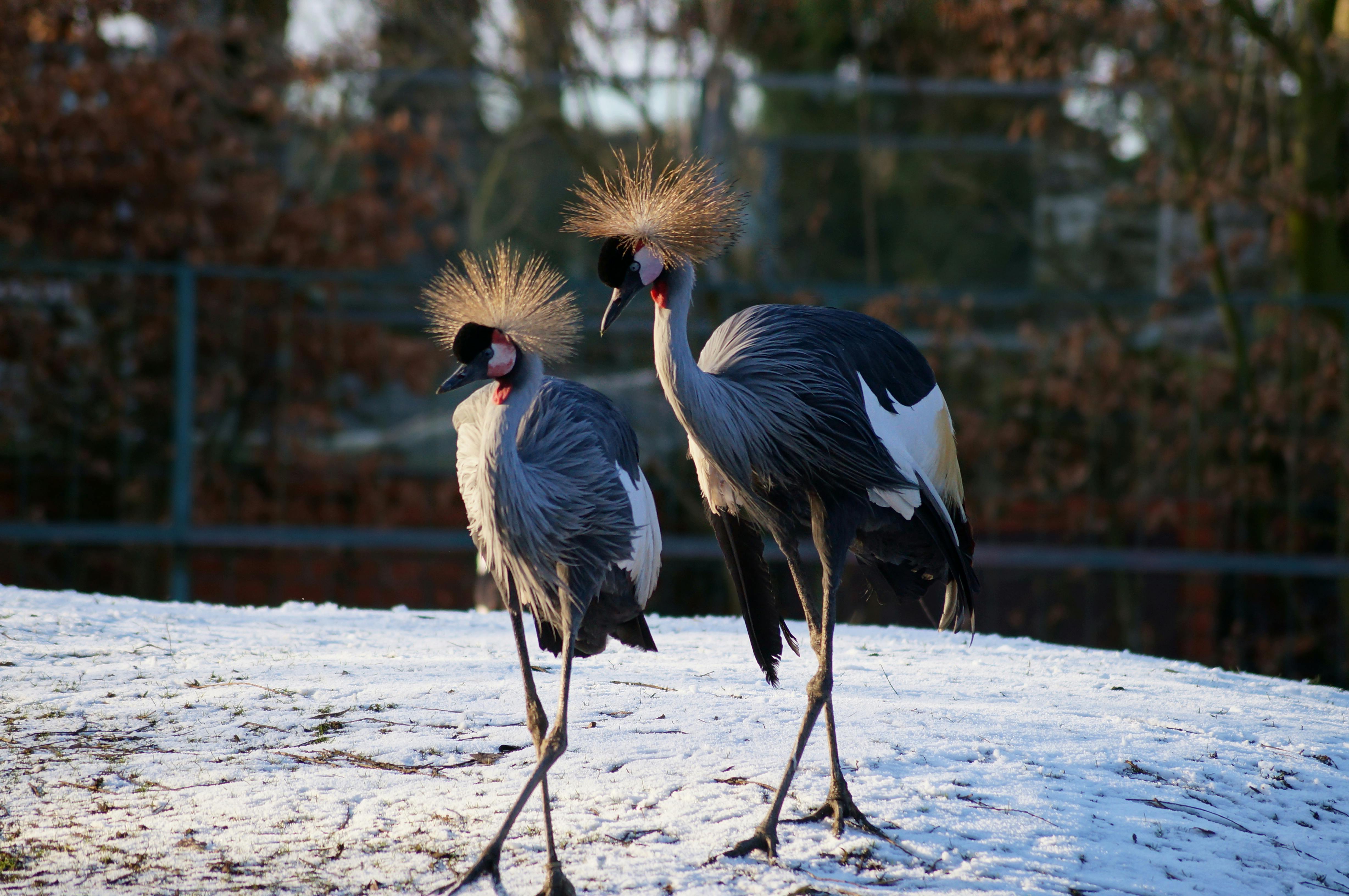 Demosile Cranes Birds Photos, Download The BEST Free Demosile Cranes ...
