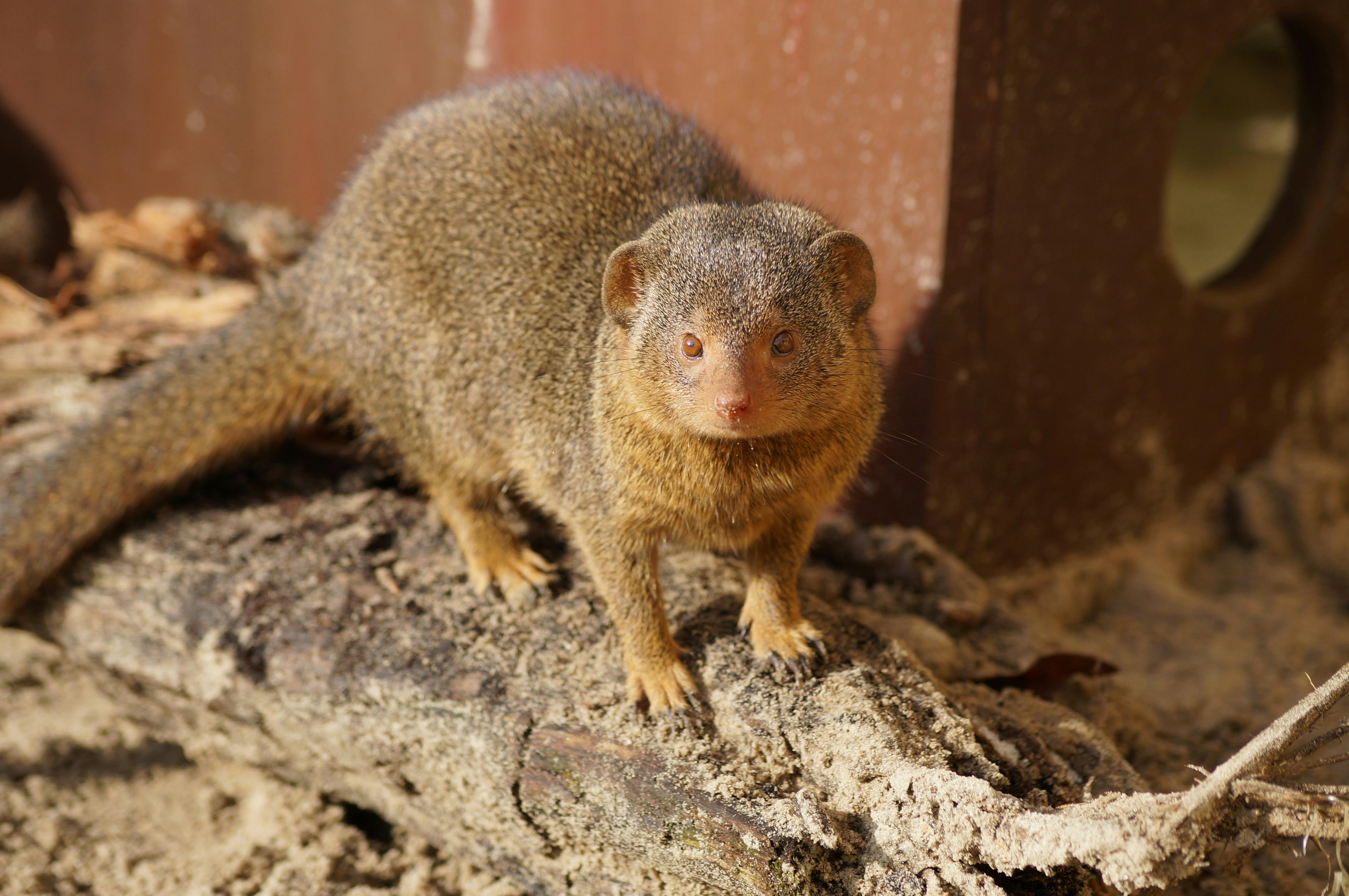 Engaging Dwarf Mongooses in Playful Stance · Free Stock Photo