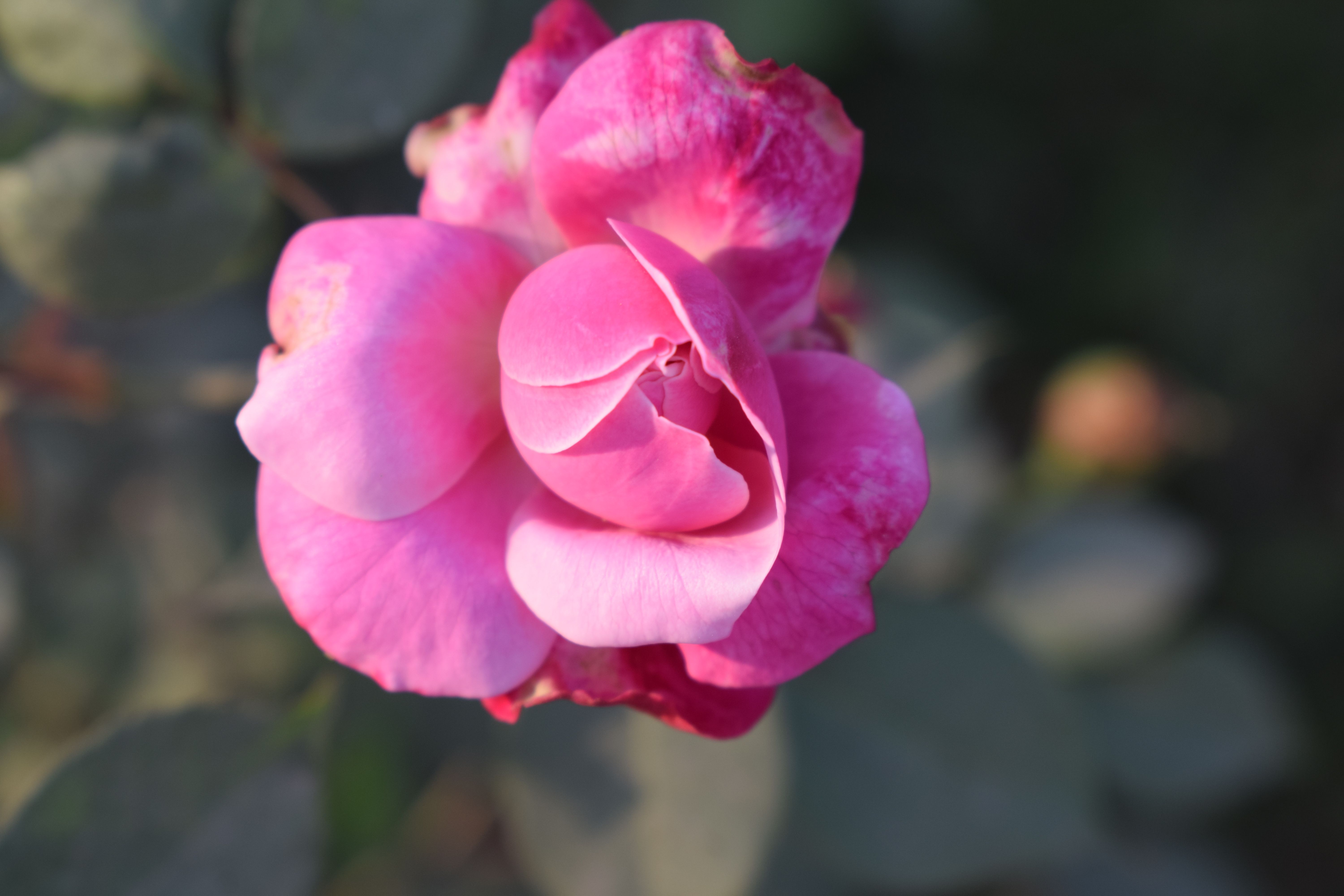 Pink Flower in Bloom · Free Stock Photo