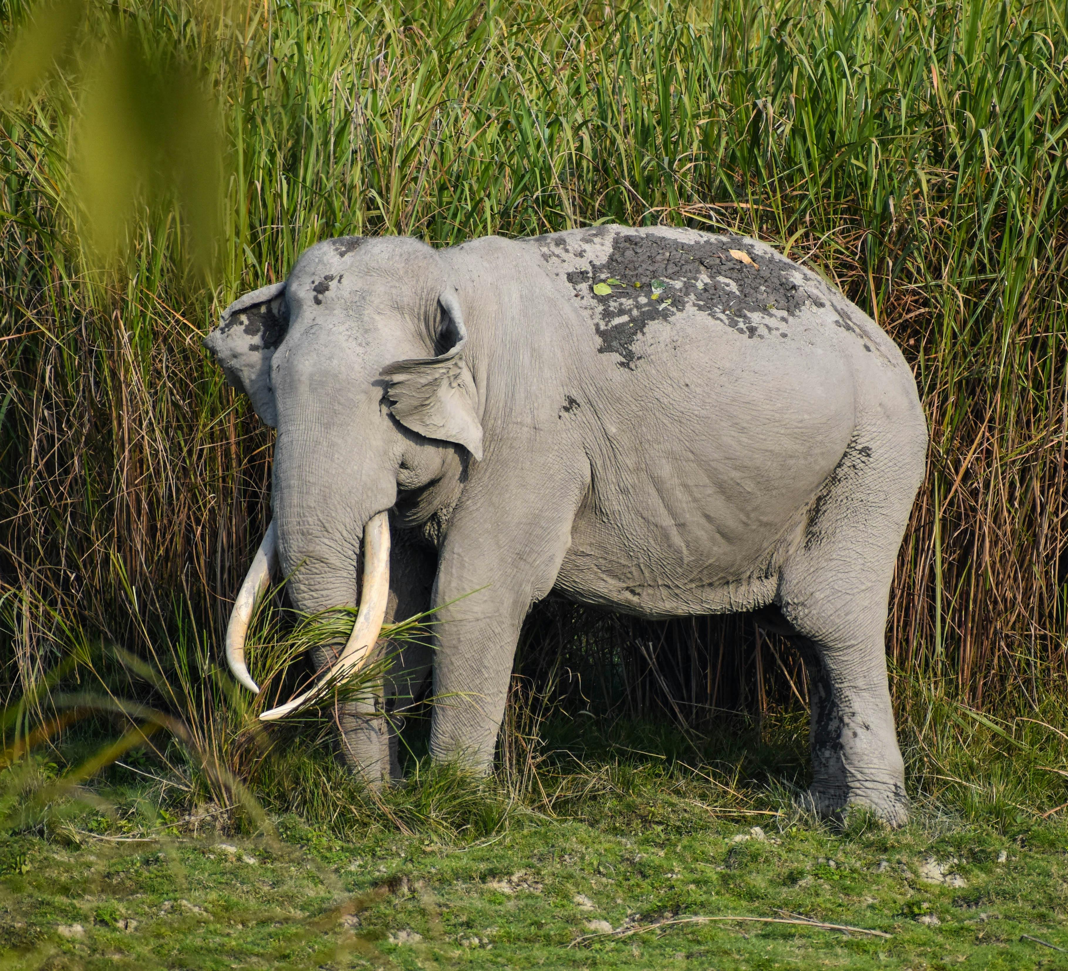An Elephant on a Grassy Field · Free Stock Photo