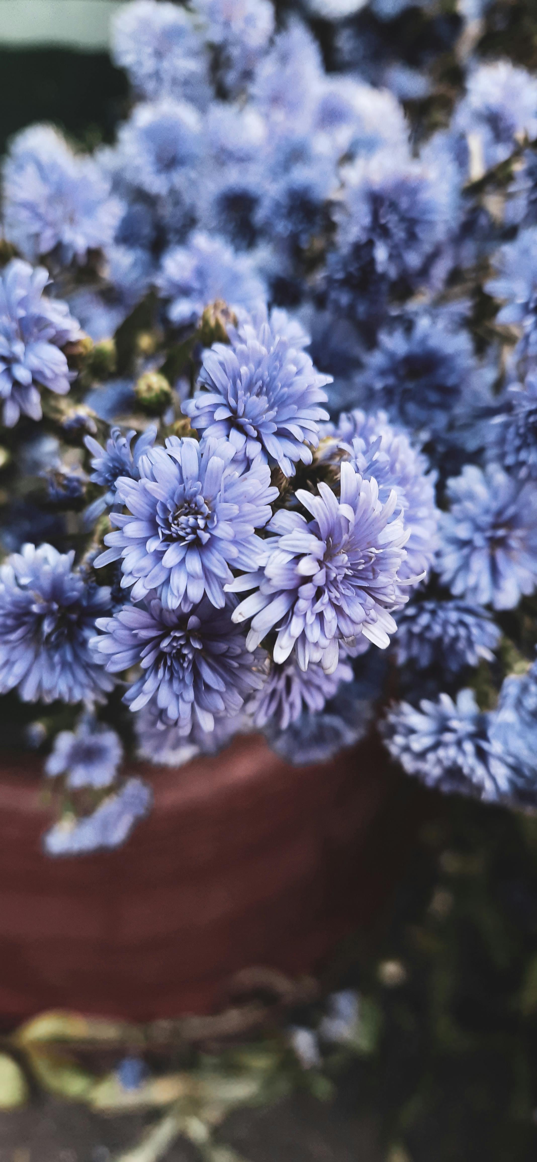 Blue Pot Background Photos, Download The BEST Free Blue Pot Background ...