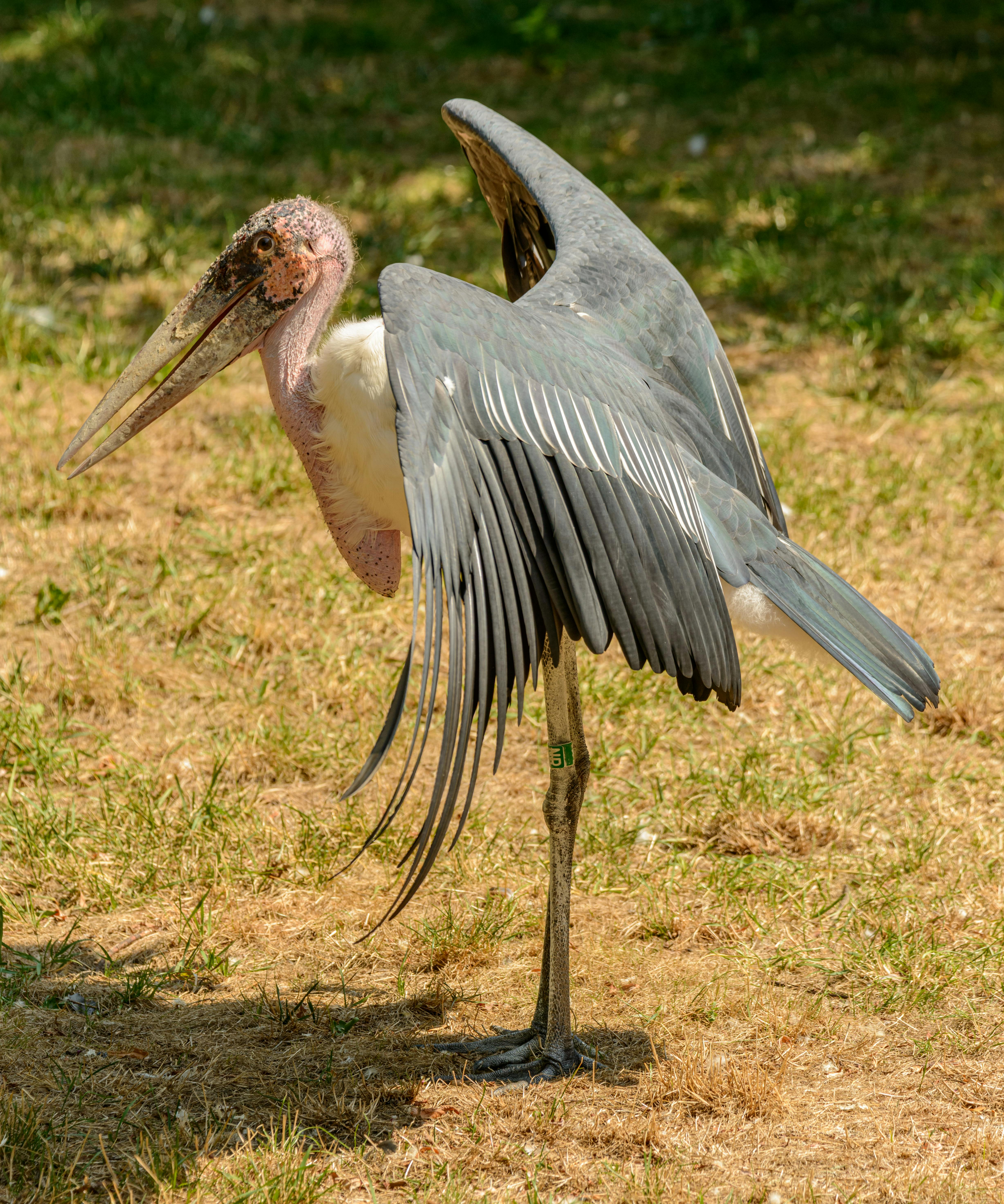 Bird Standing in Grass · Free Stock Photo
