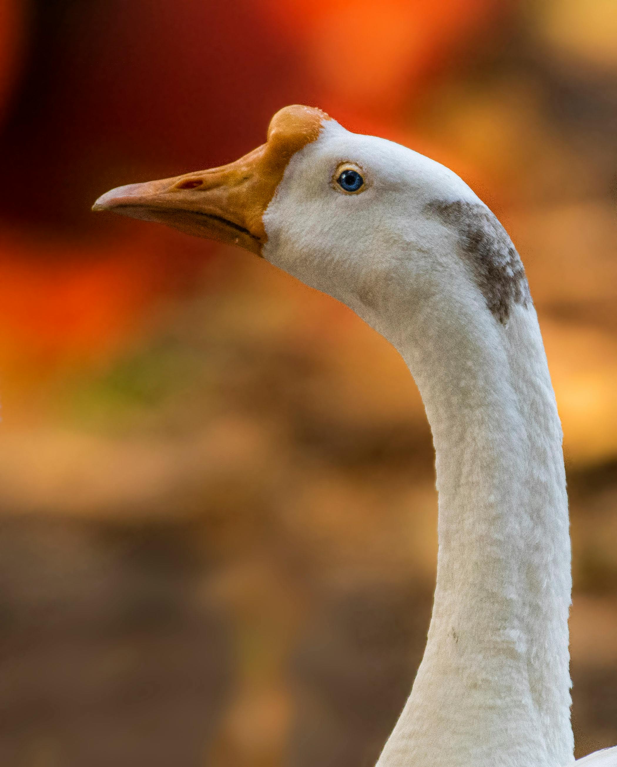 Brown Chinese Goose