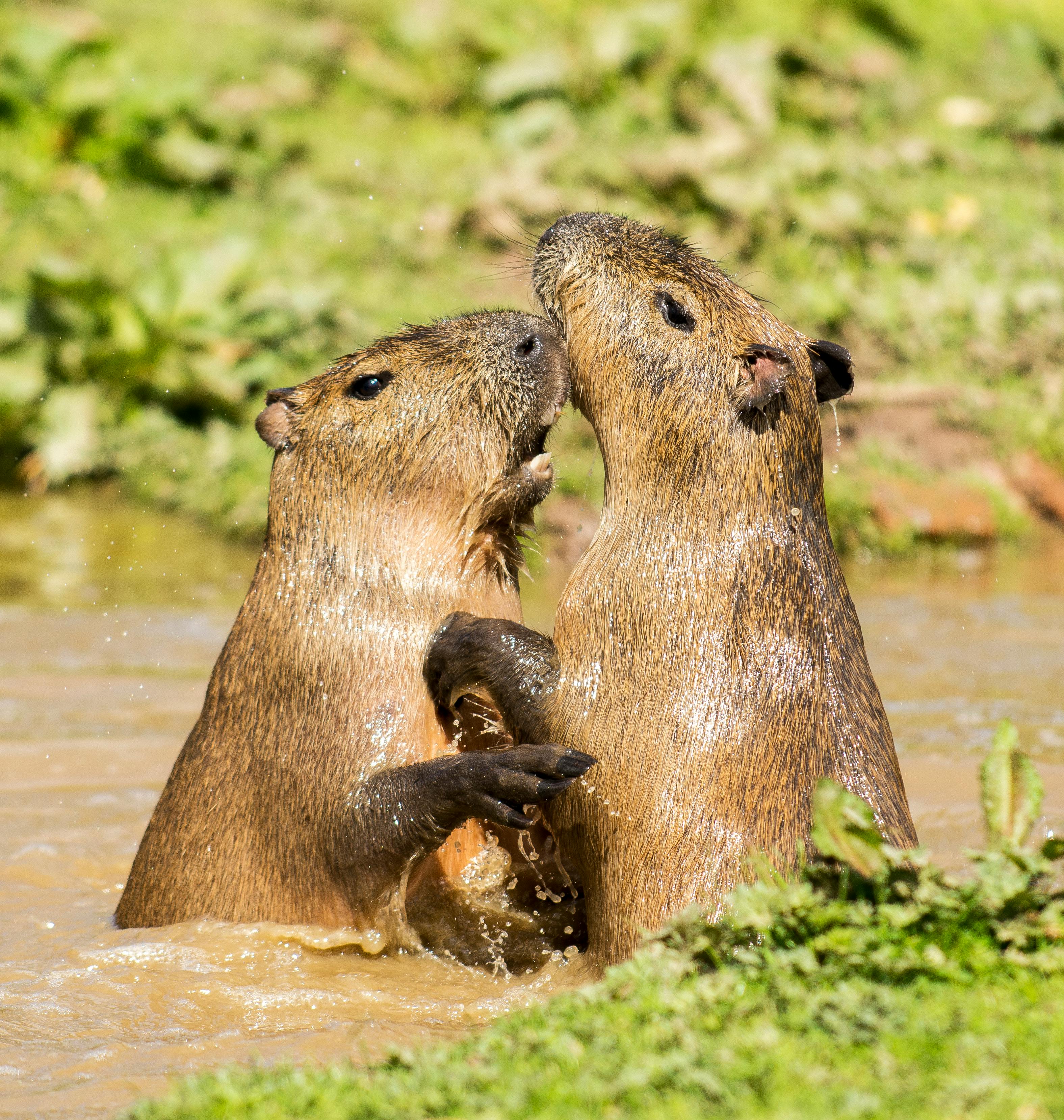 A Pair of Beavers Showing Affection in the Pond · Free Stock Photo