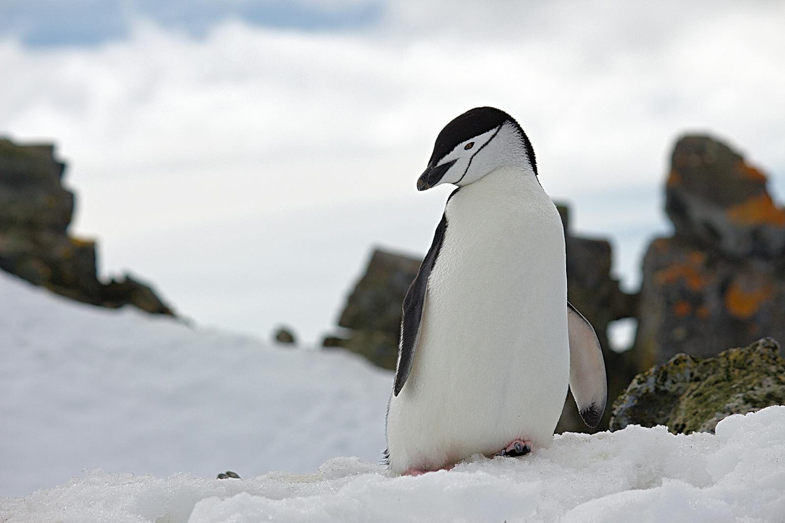 Penguin Photos, Download The BEST Free Penguin Stock Photos & HD Images