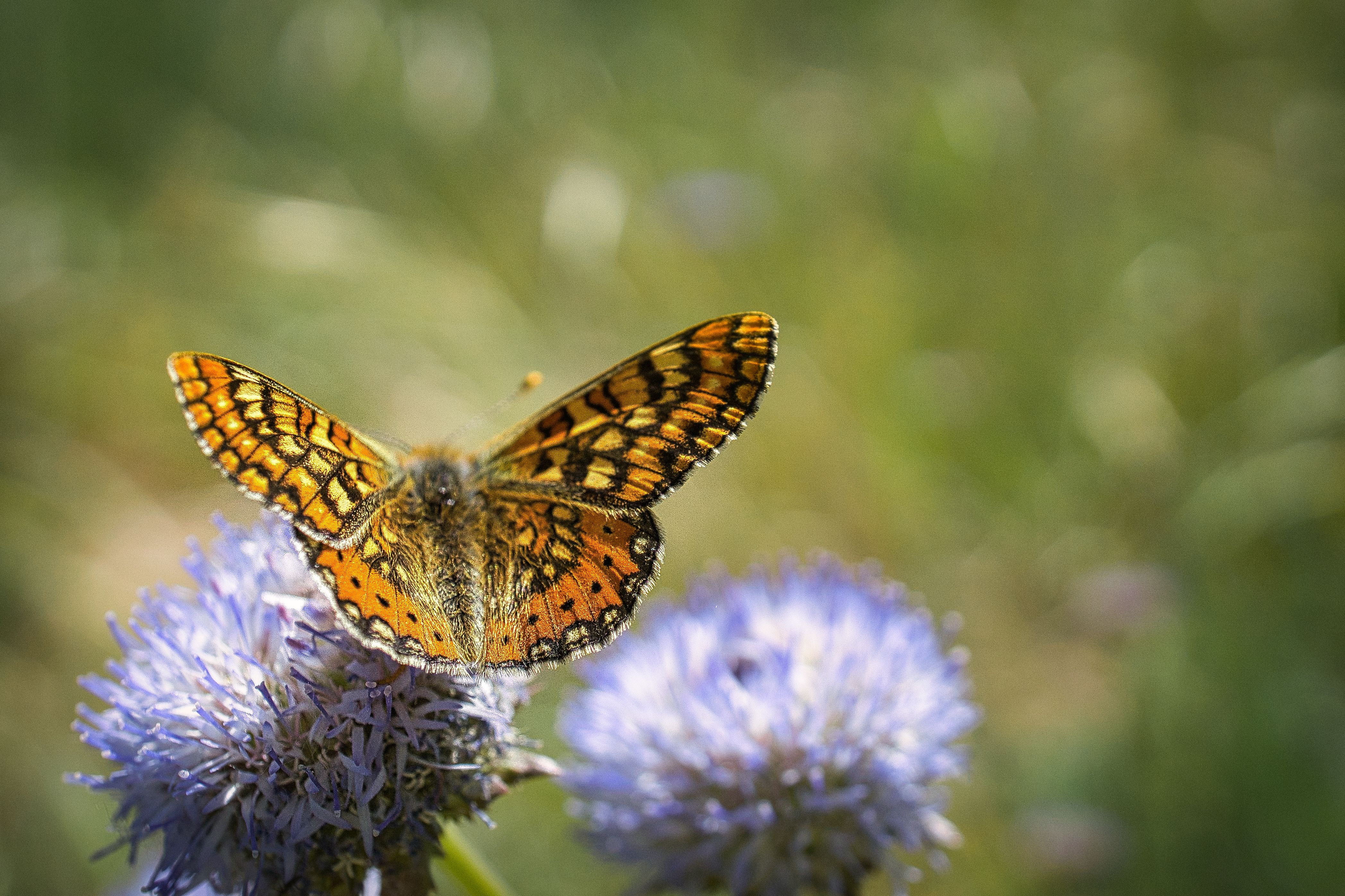 Blue Butterfly · Free Stock Photo