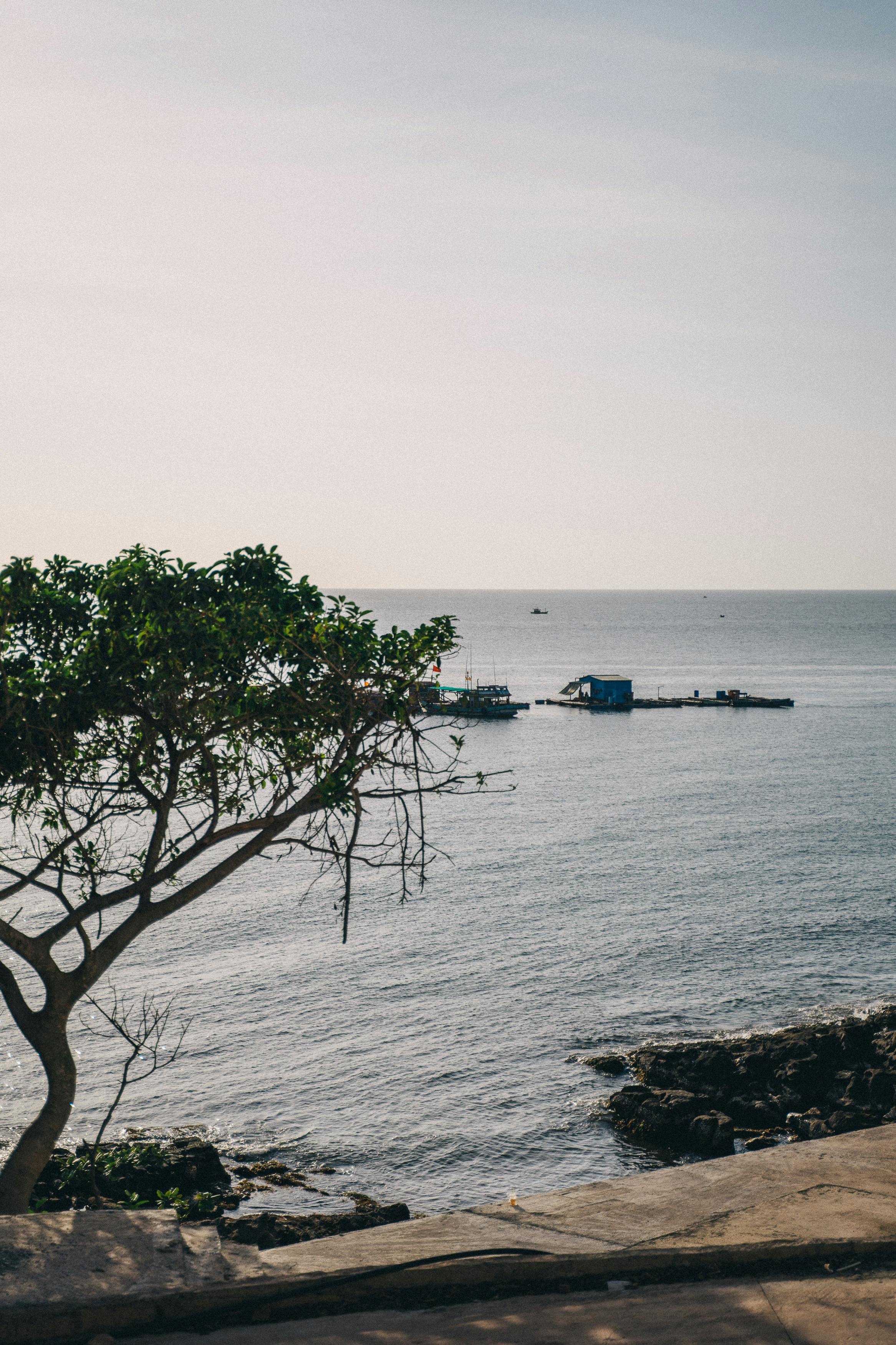 Green Tree Near Body of Water · Free Stock Photo