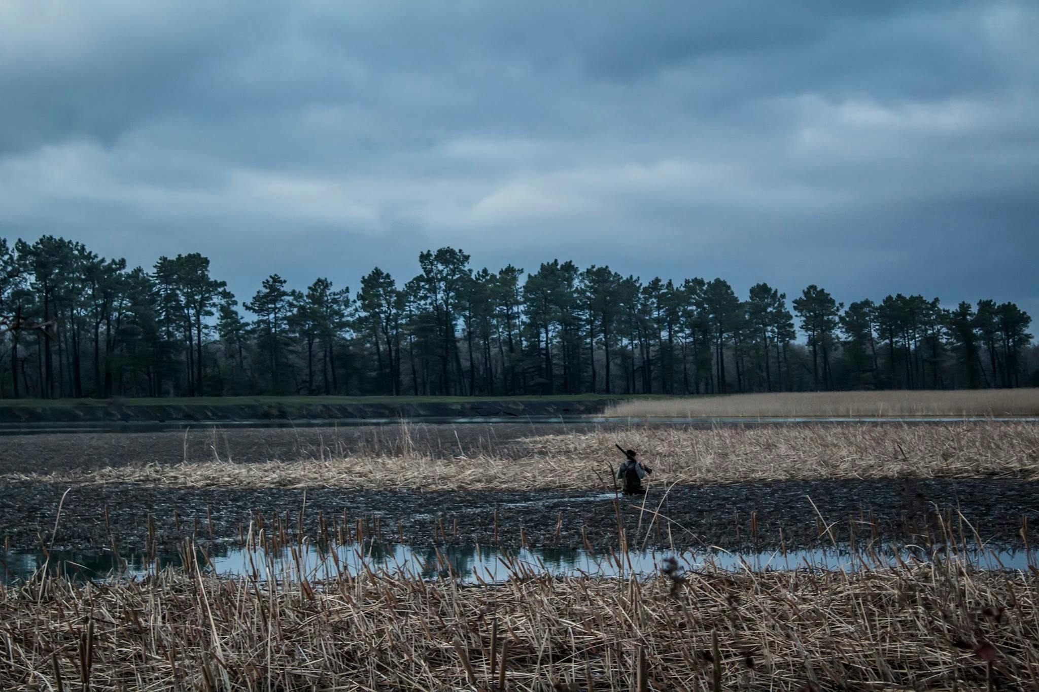 Free stock photo of forest, hunting