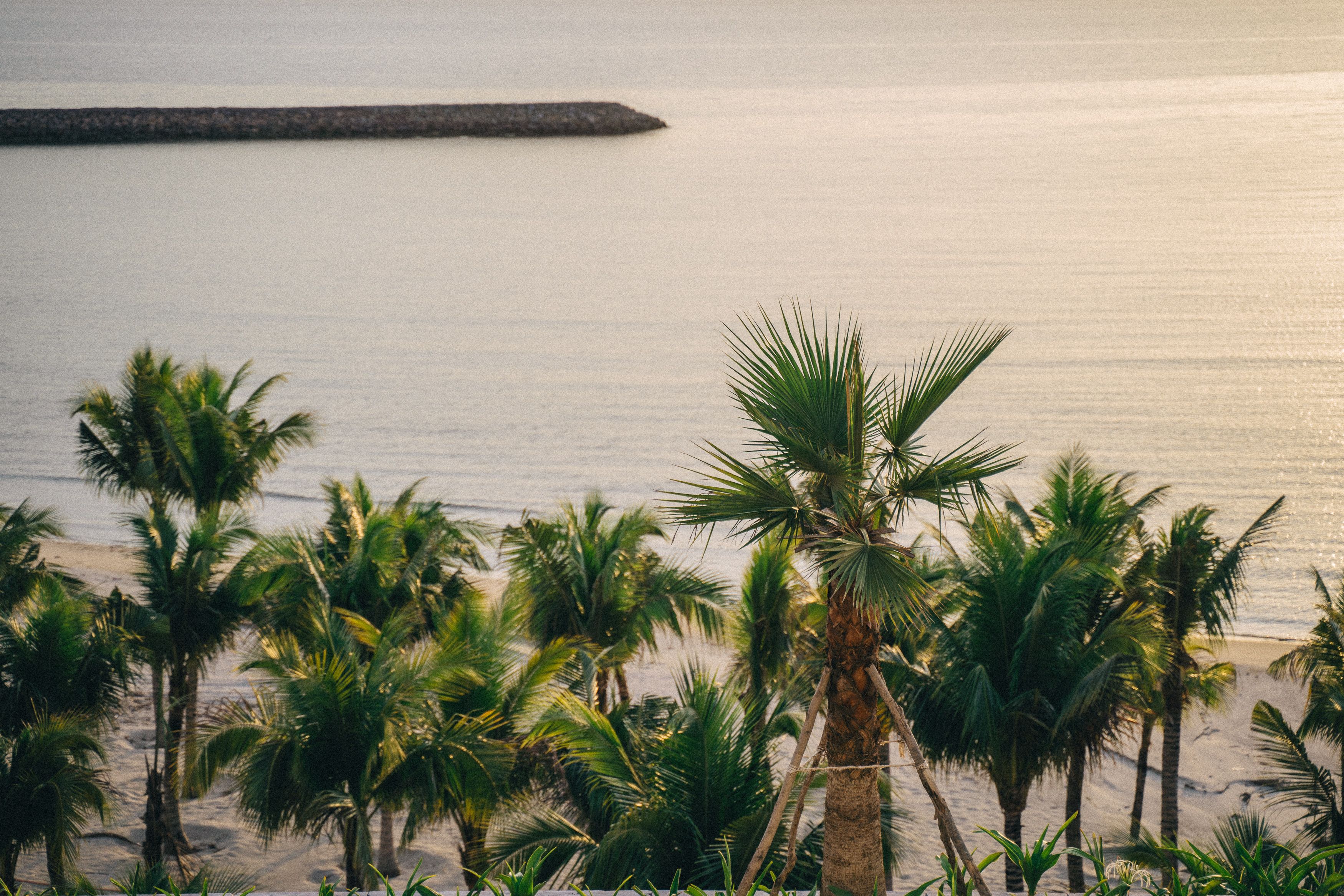 Photograph of Green Palm Trees Near the Sea · Free Stock Photo