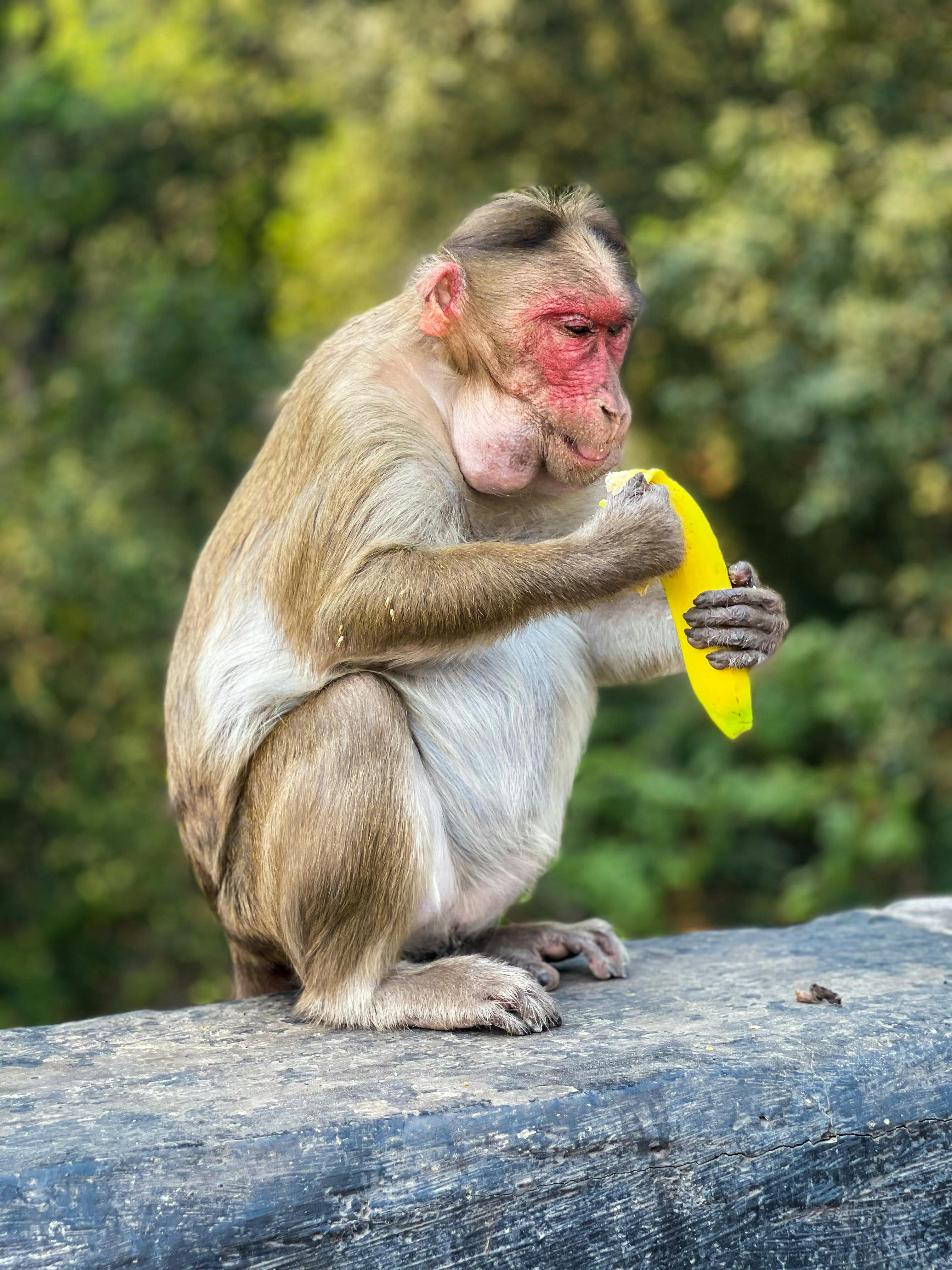 Monkey Touching a Coconut · Free Stock Photo