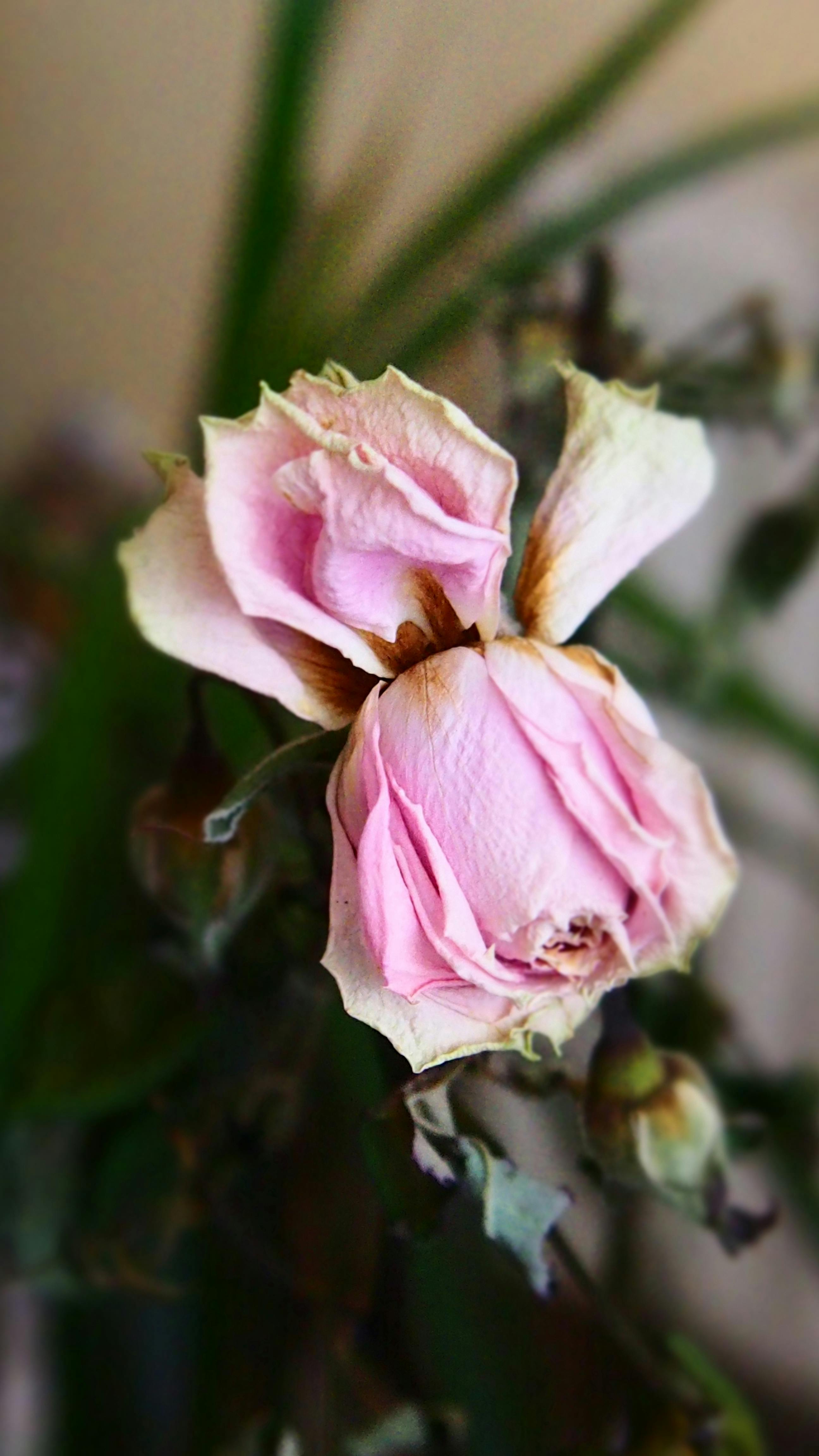 Pink Flowers with Buds · Free Stock Photo