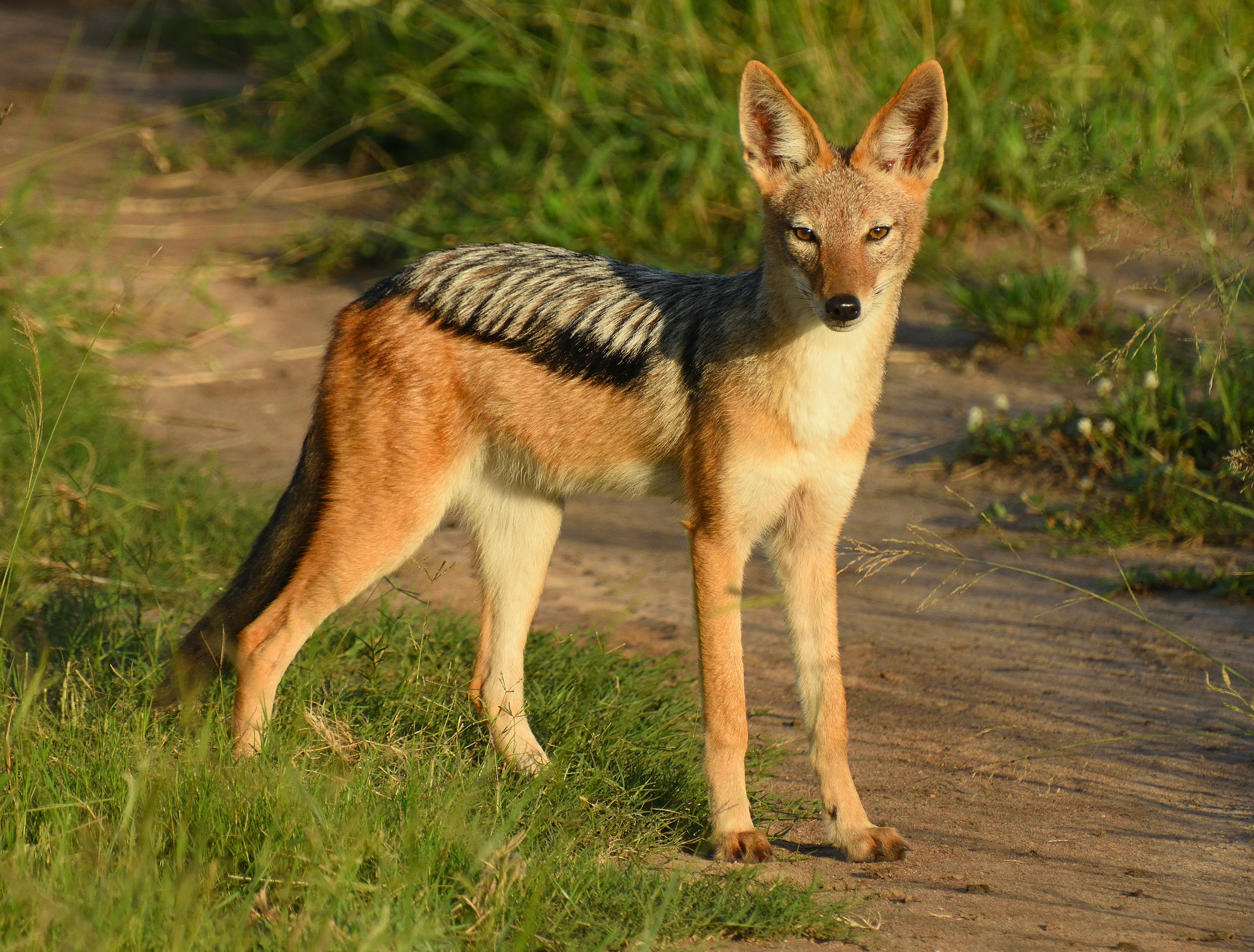 Brown Jackal Walking on Brown Grass Field · Free Stock Photo