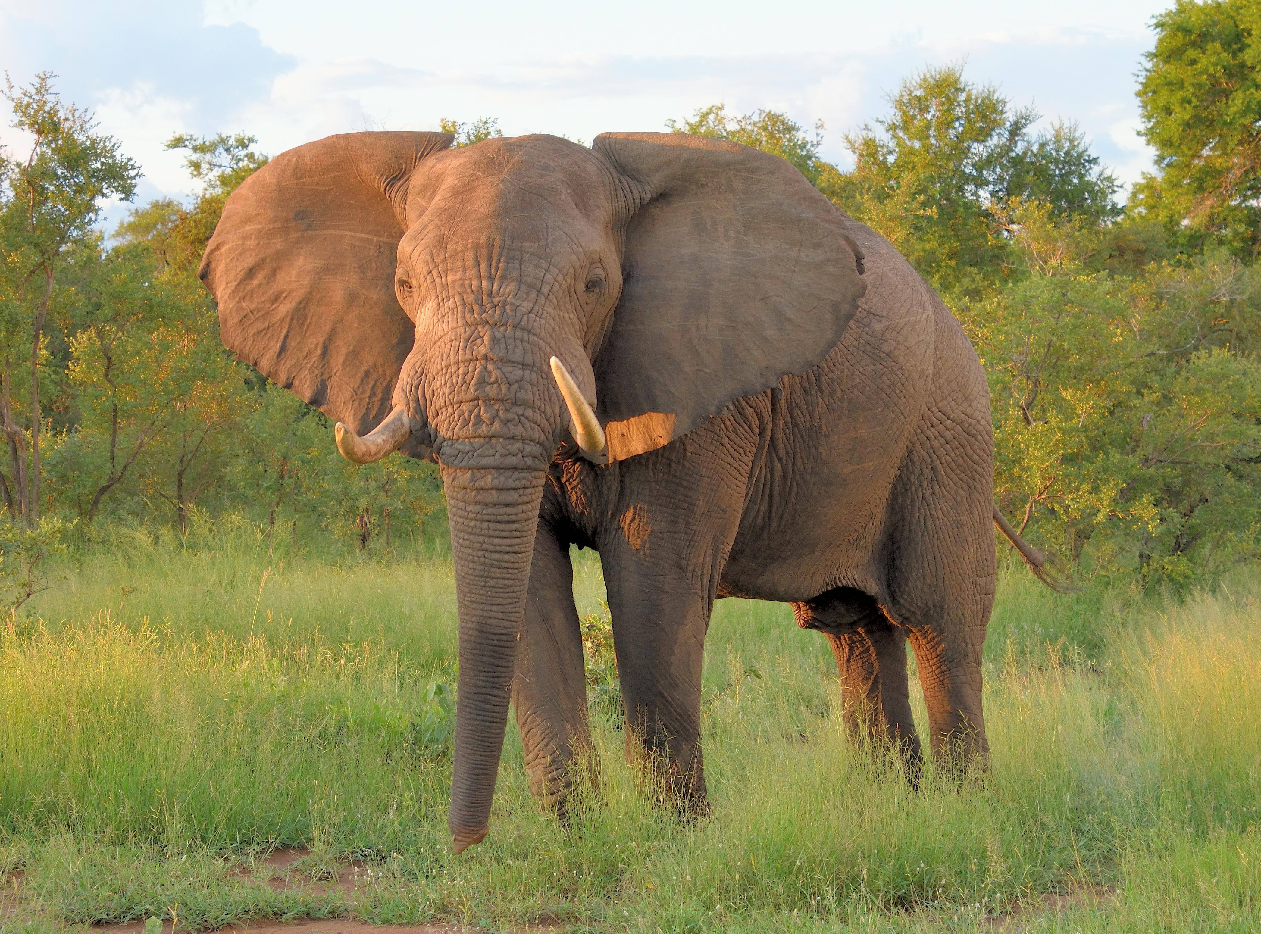 An Elephant on a Grassy Field · Free Stock Photo
