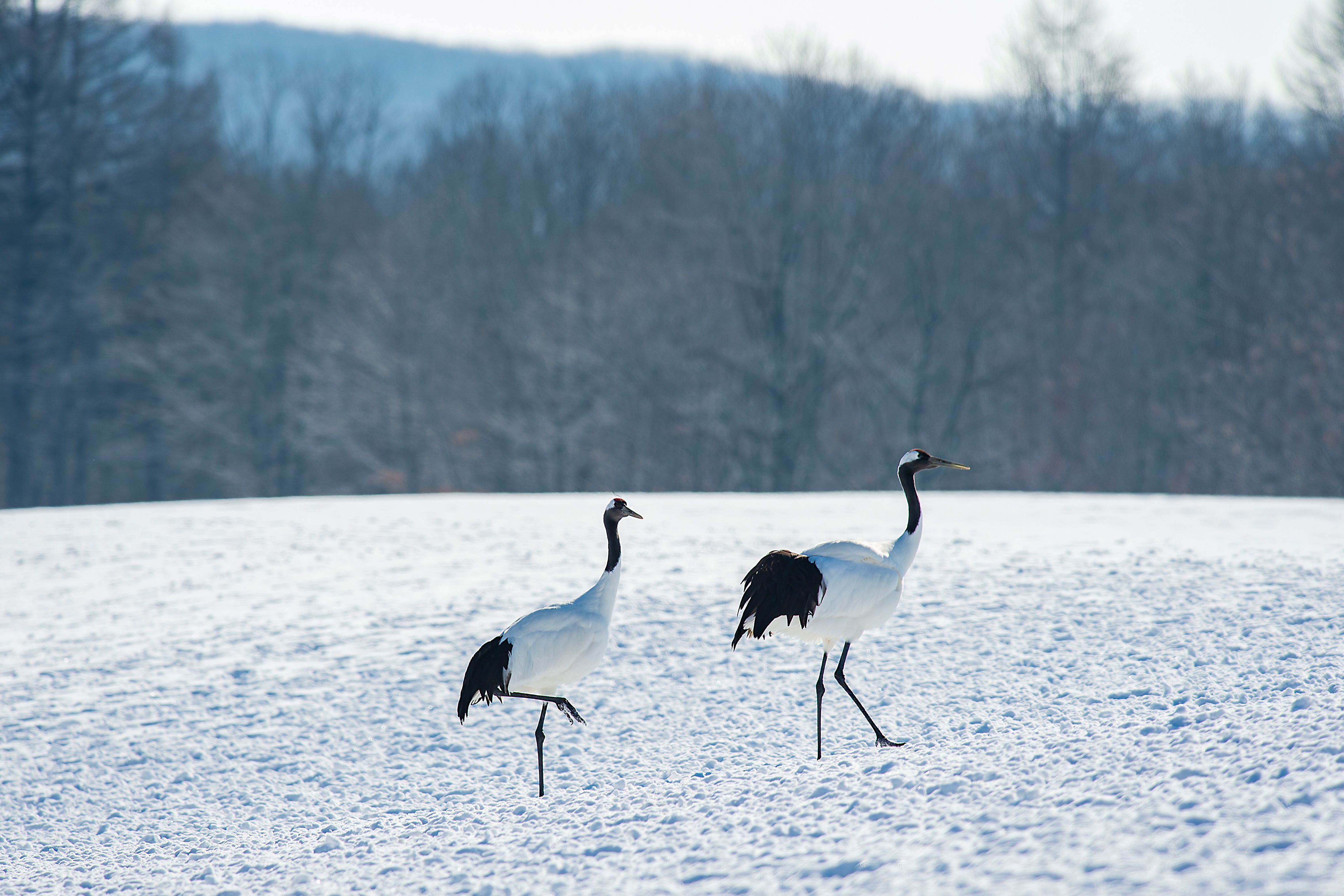 A Flock of Red-Crowned Crane Birds on Snow Covered Ground · Free Stock ...