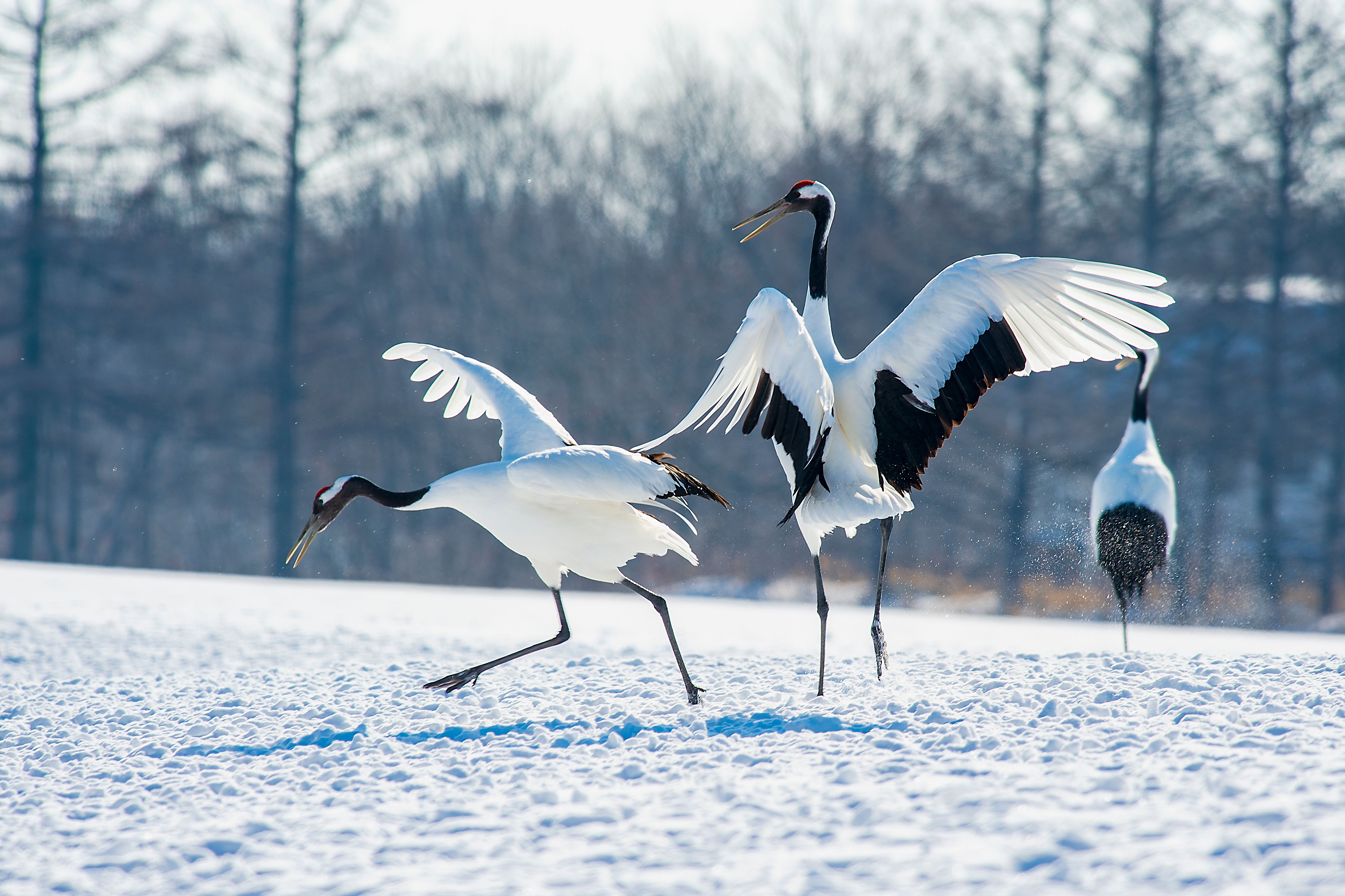 A Flock of Red-Crowned Crane Birds on Snow Covered Ground · Free Stock ...