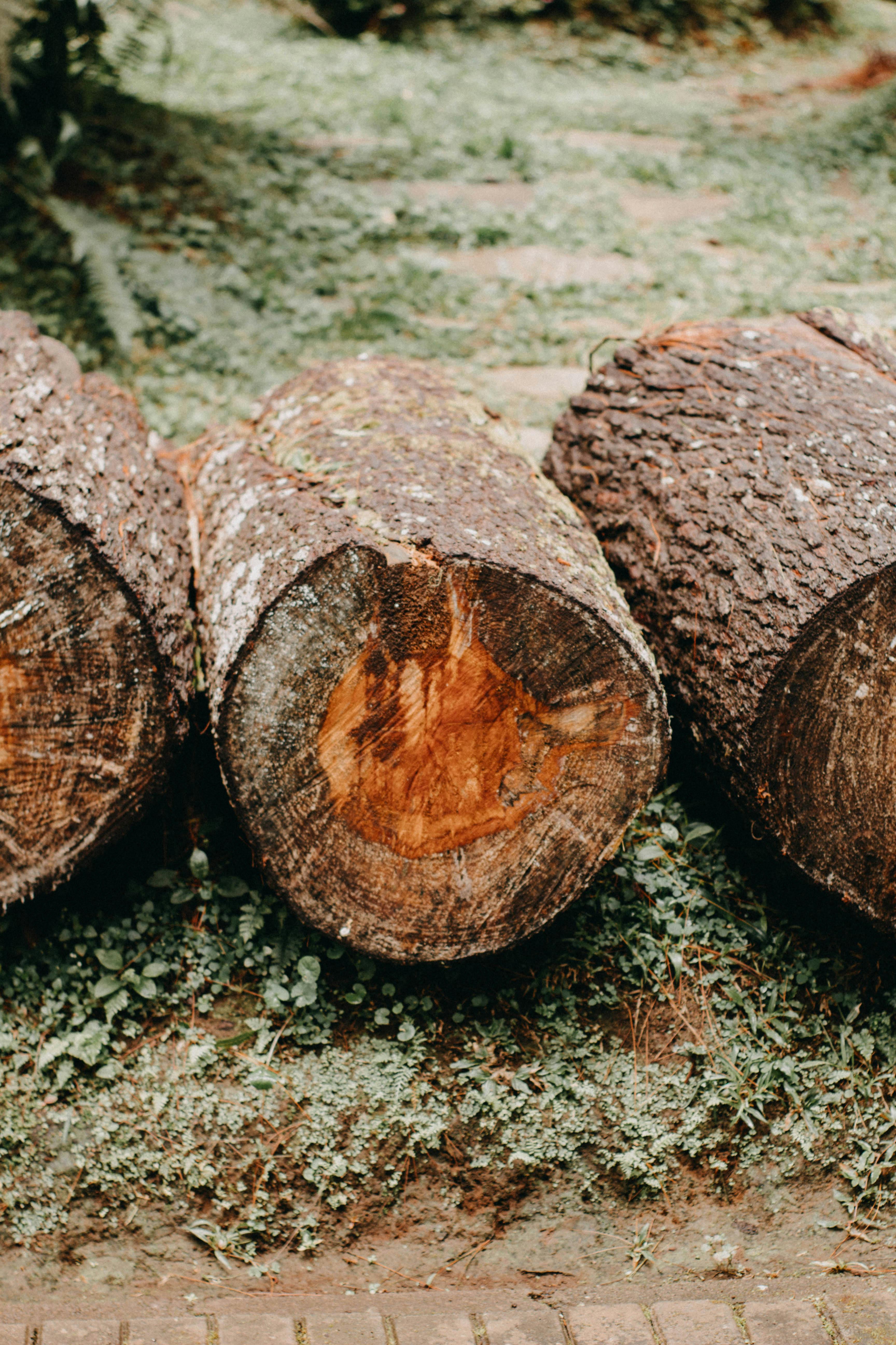 Brown Tree Logs on the Grass · Free Stock Photo
