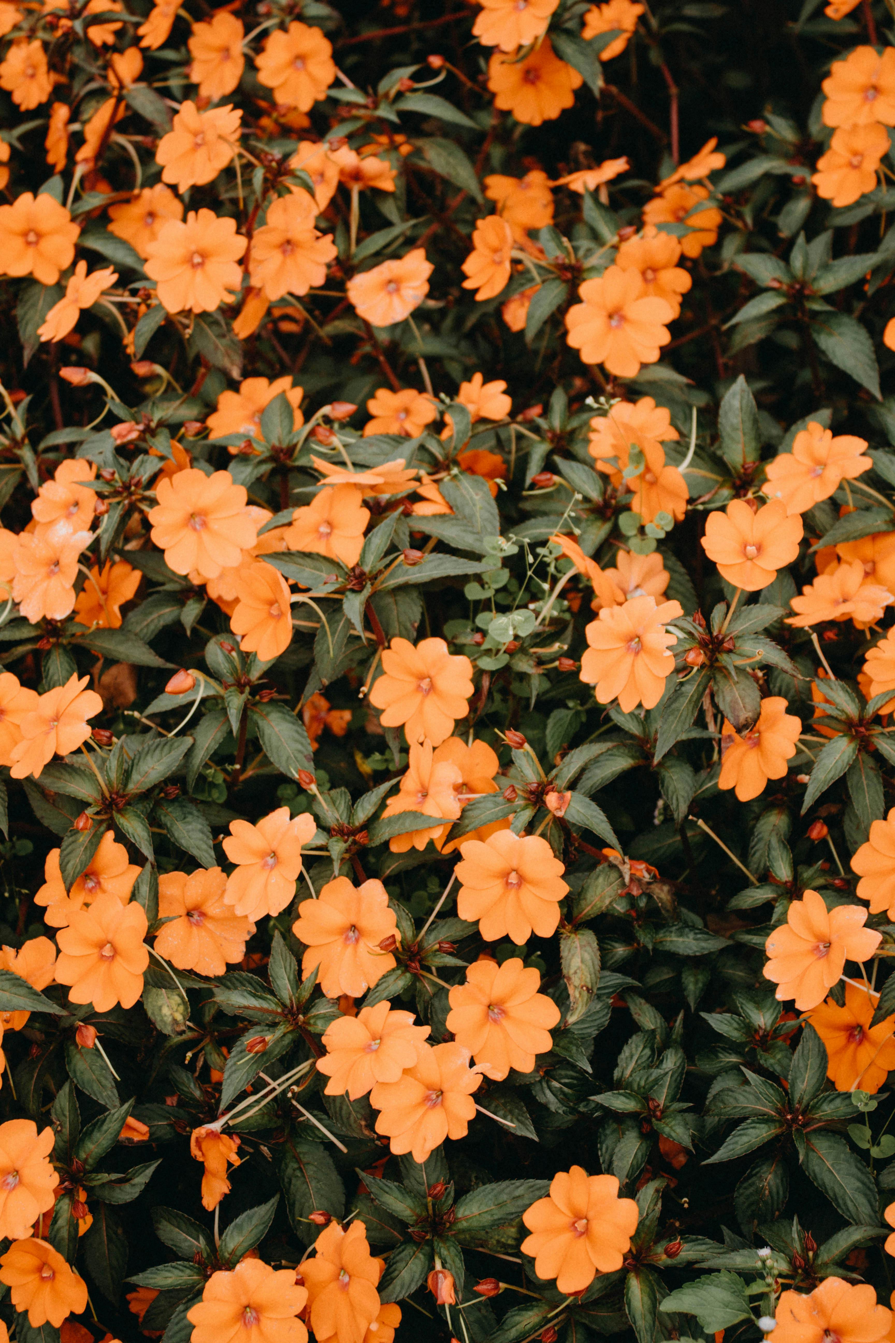 Yellow Flowers of Common Broom Shrub · Free Stock Photo