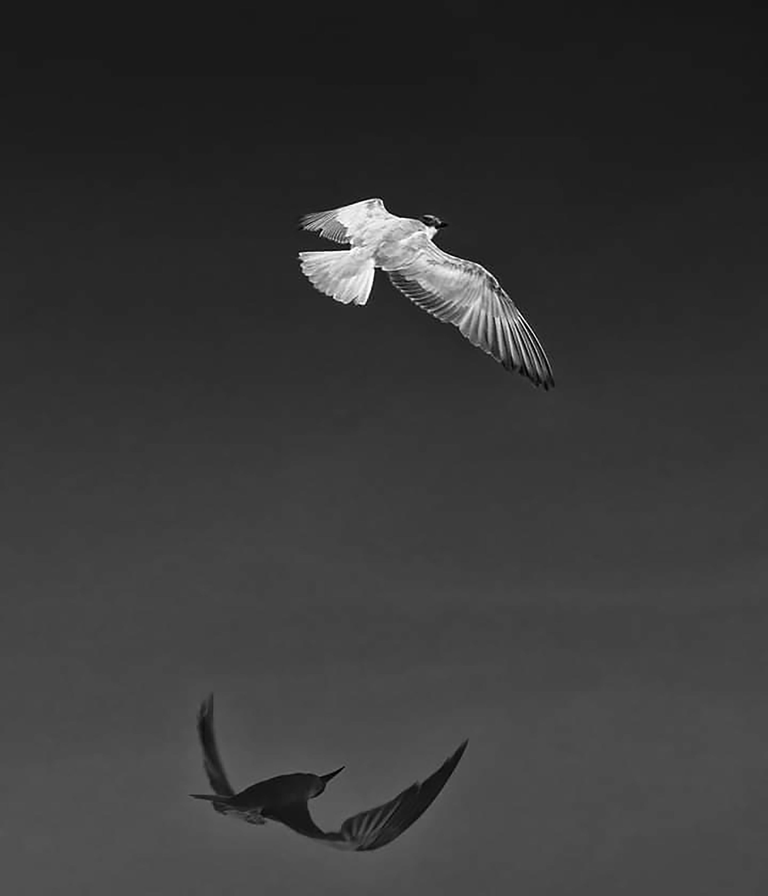 Flock of Birds Flying in Grayscale Photography · Free Stock Photo