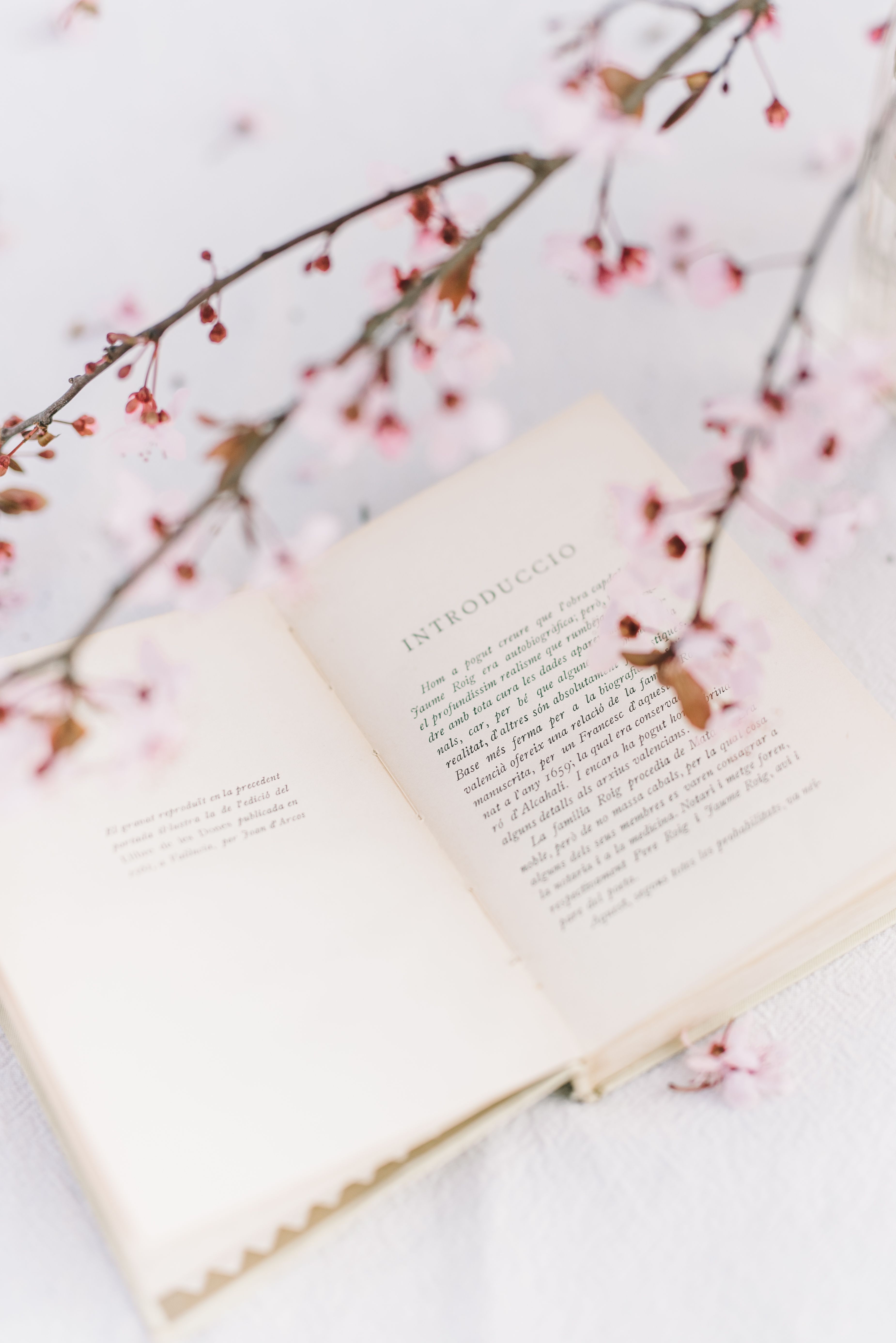 Opened Book through Pink Flowers on a Branch · Free Stock Photo