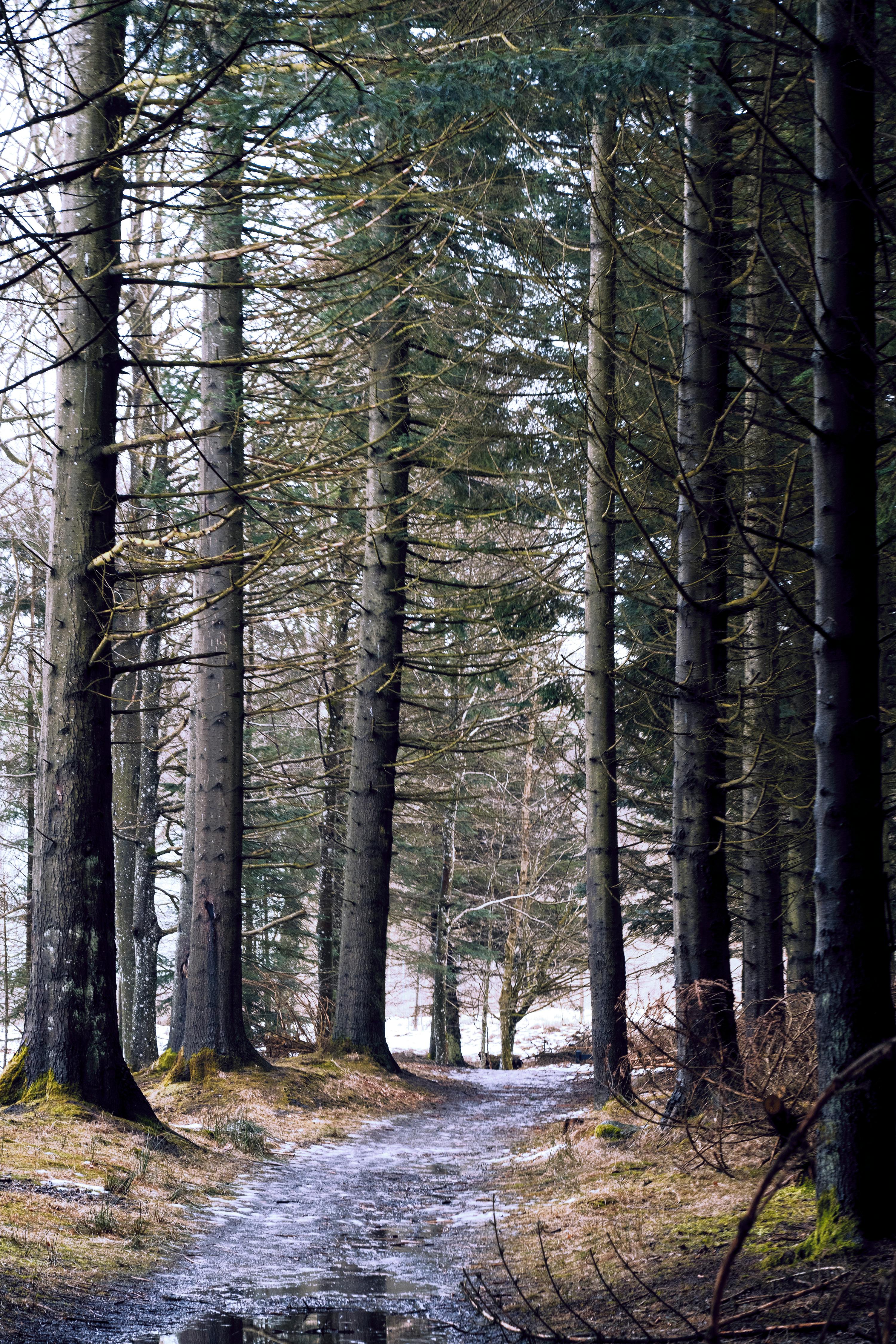 Forest Path in between Trees · Free Stock Photo