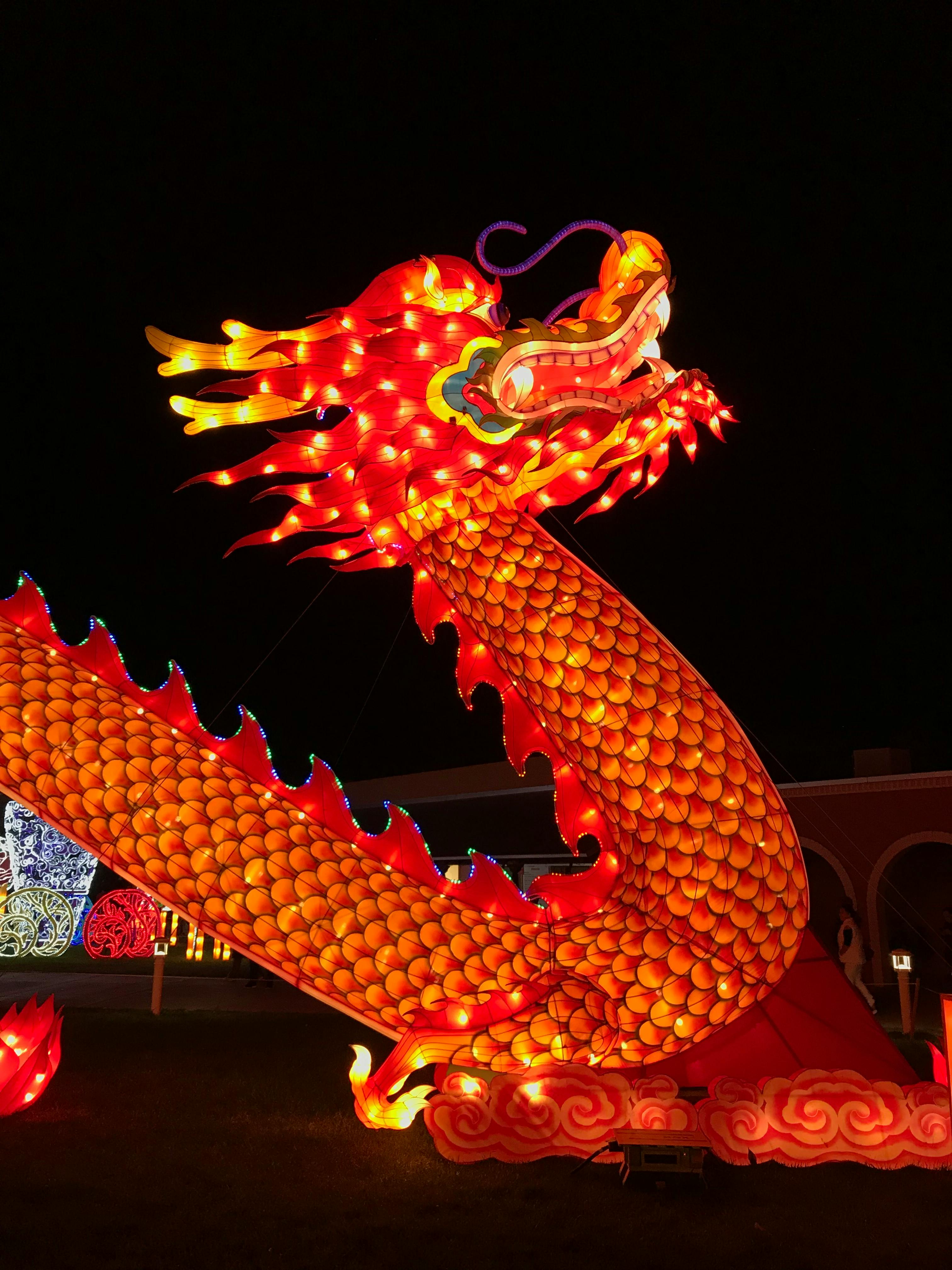 800+ Best Dragon Photos · 100% Free Download · Pexels Stock Photos