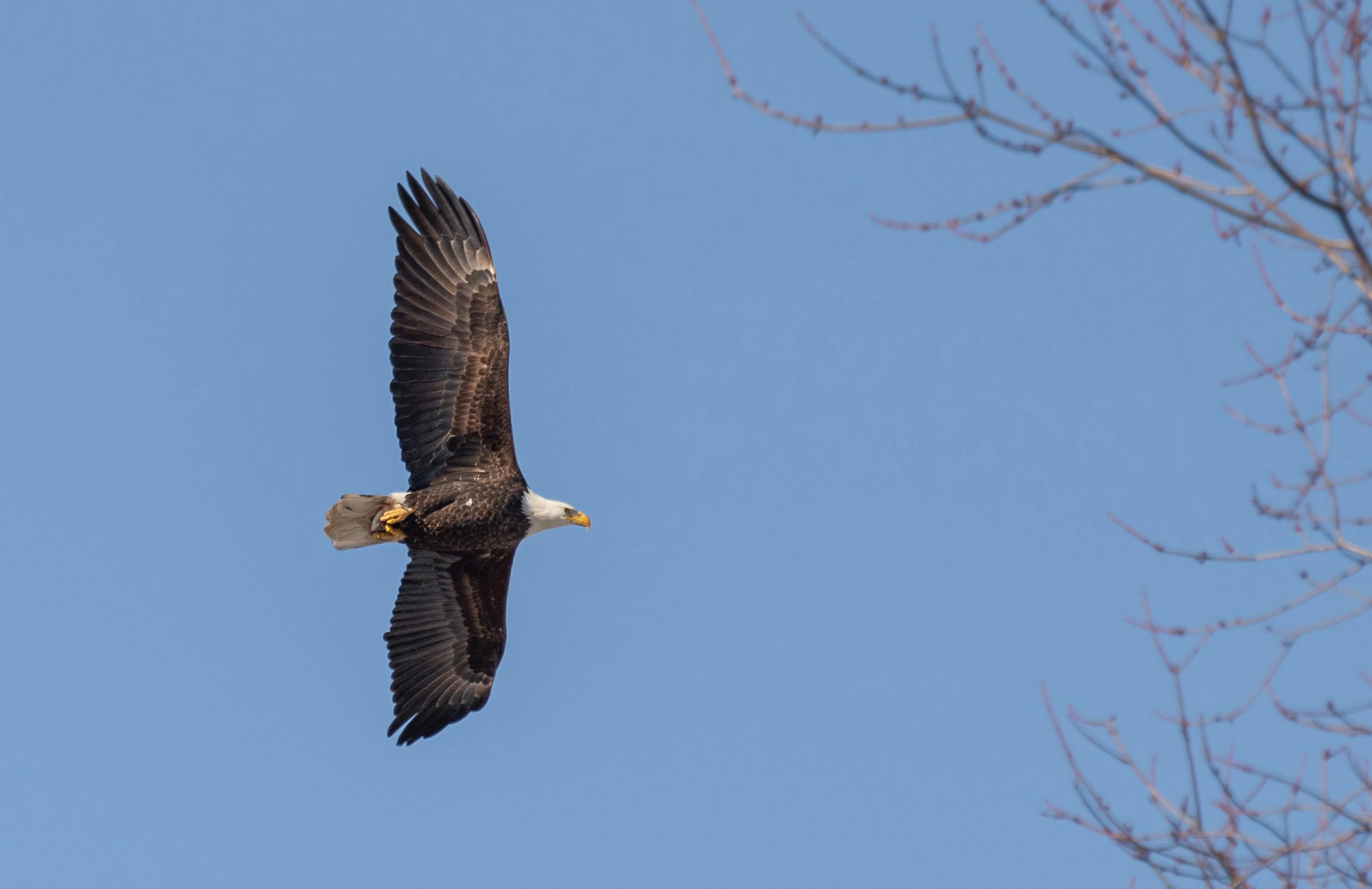 Low Angle View of an Eagle with Stretched Wings against Blue Sky · Free ...