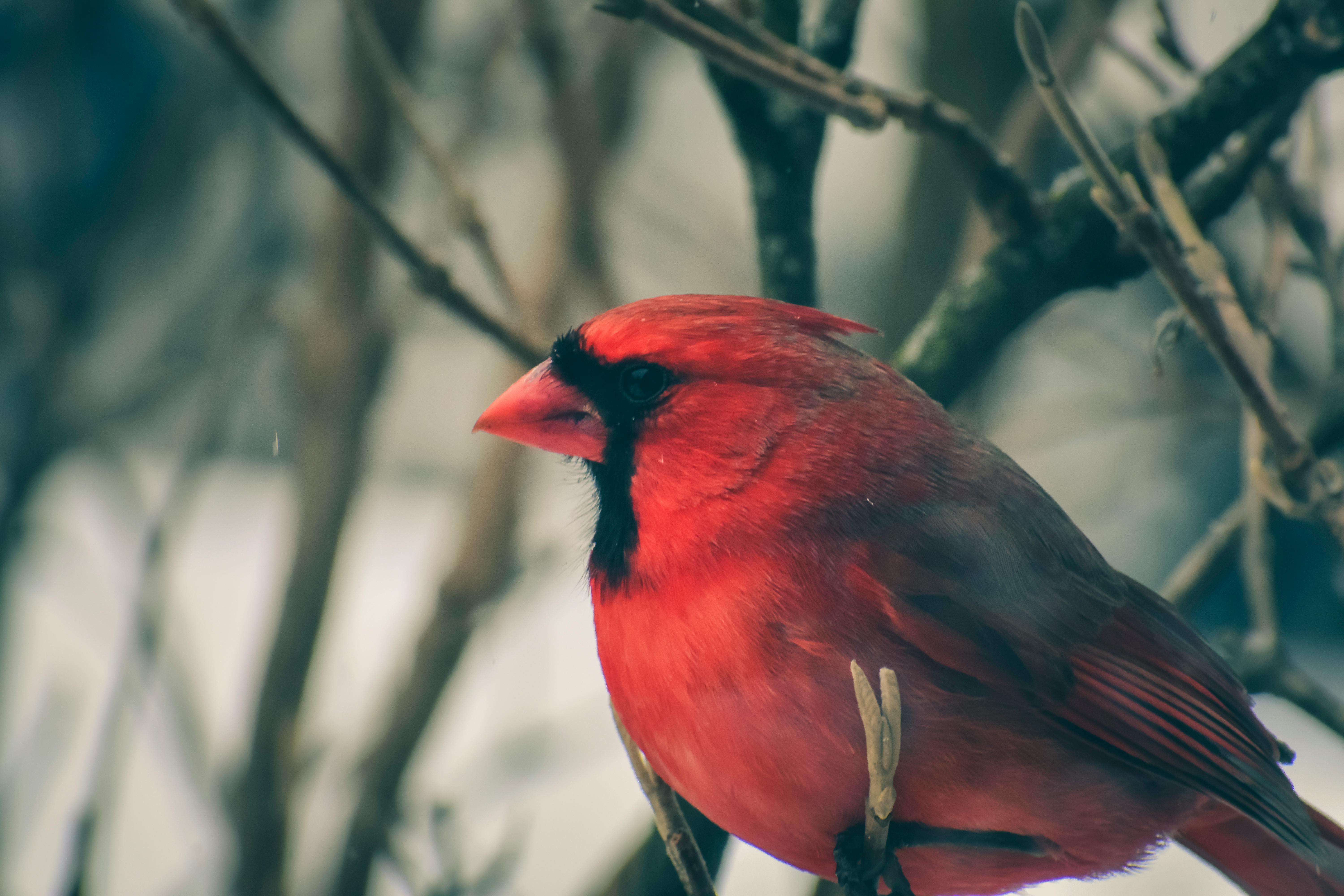 Red Northern Cardinal Perched on Brown Tree Branch · Free Stock Photo