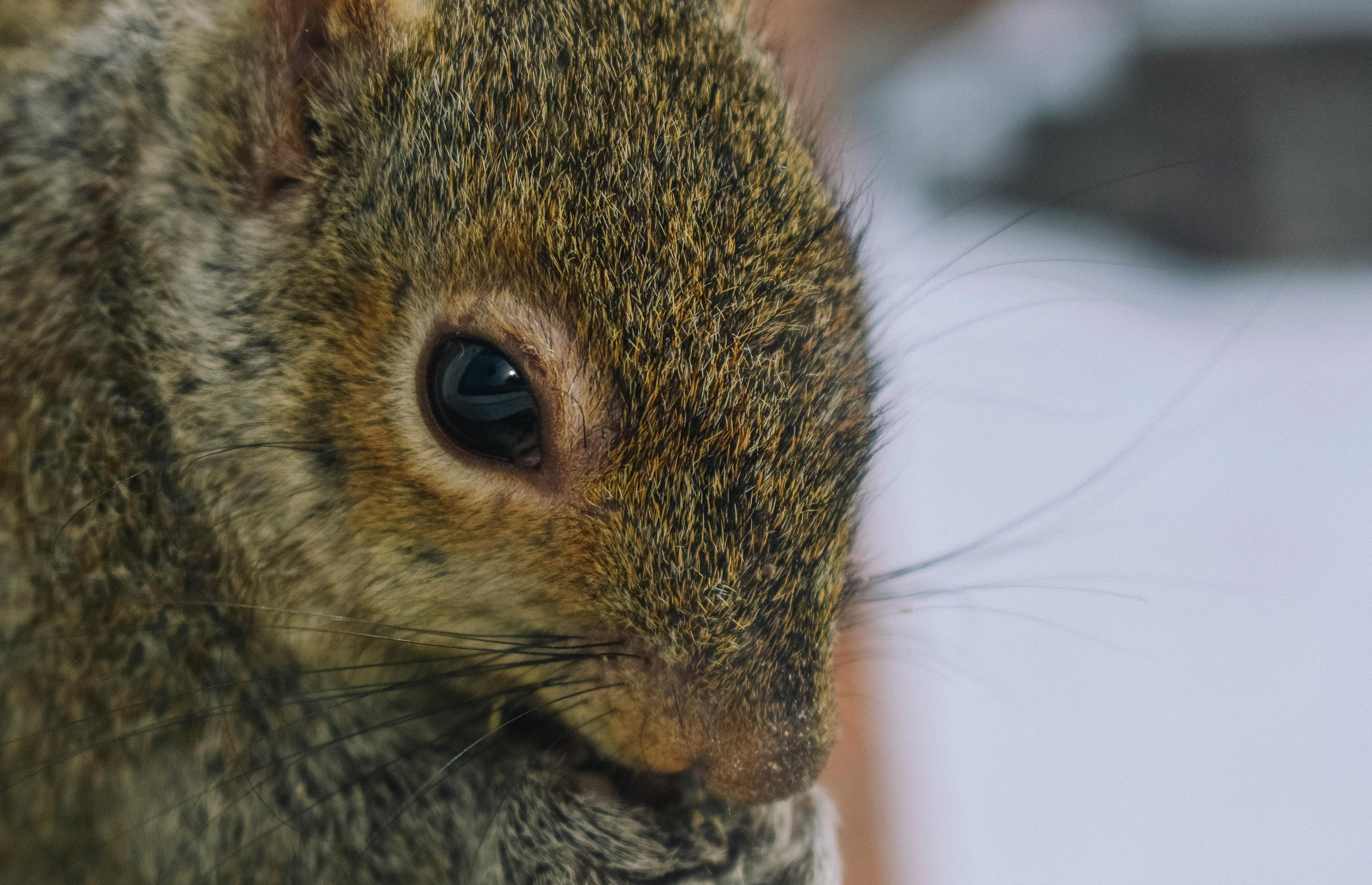 Squirrel on Tree Branch · Free Stock Photo