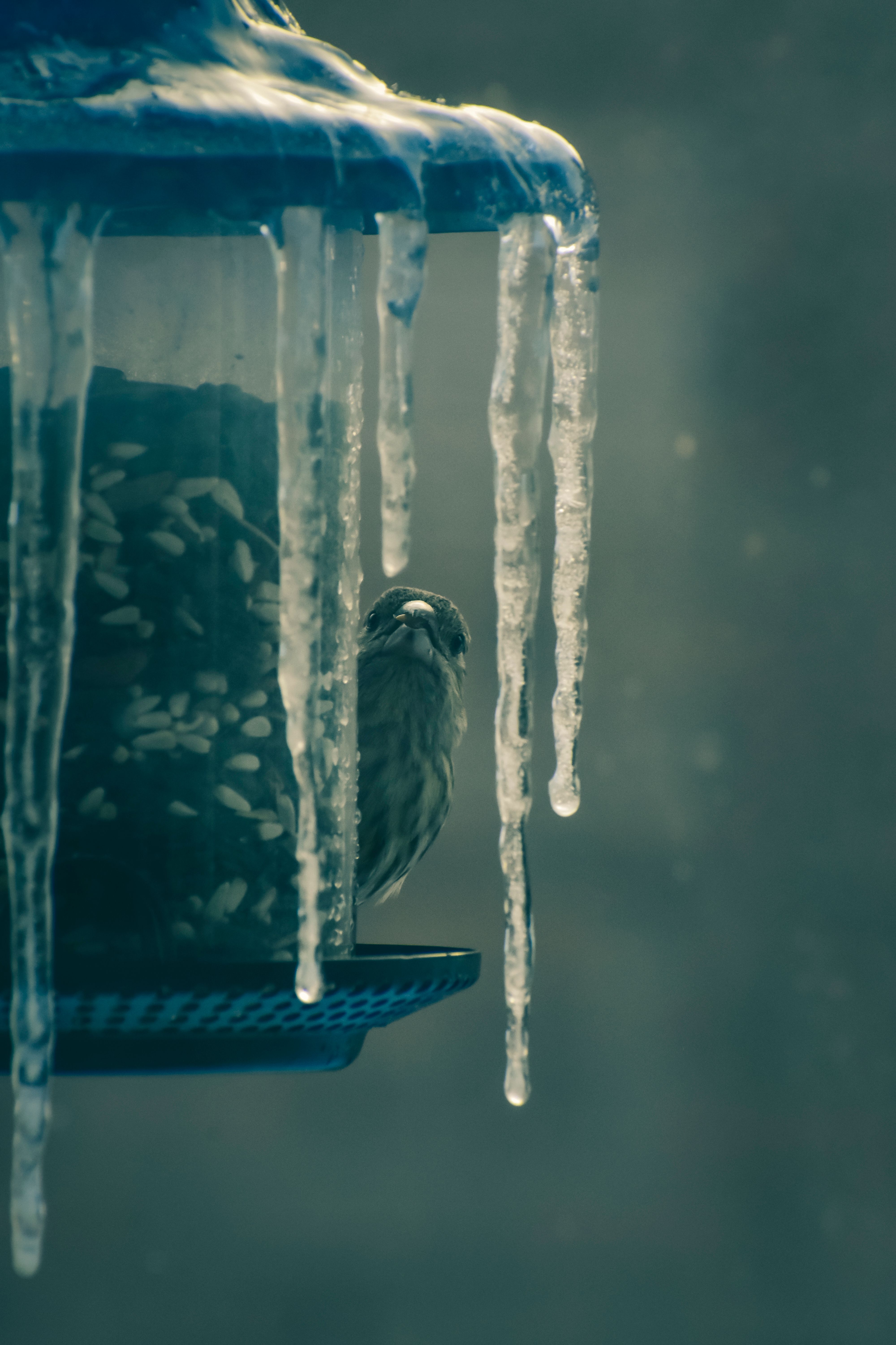 Icicle Opacity Photos, Download The BEST Free Icicle Opacity Stock ...