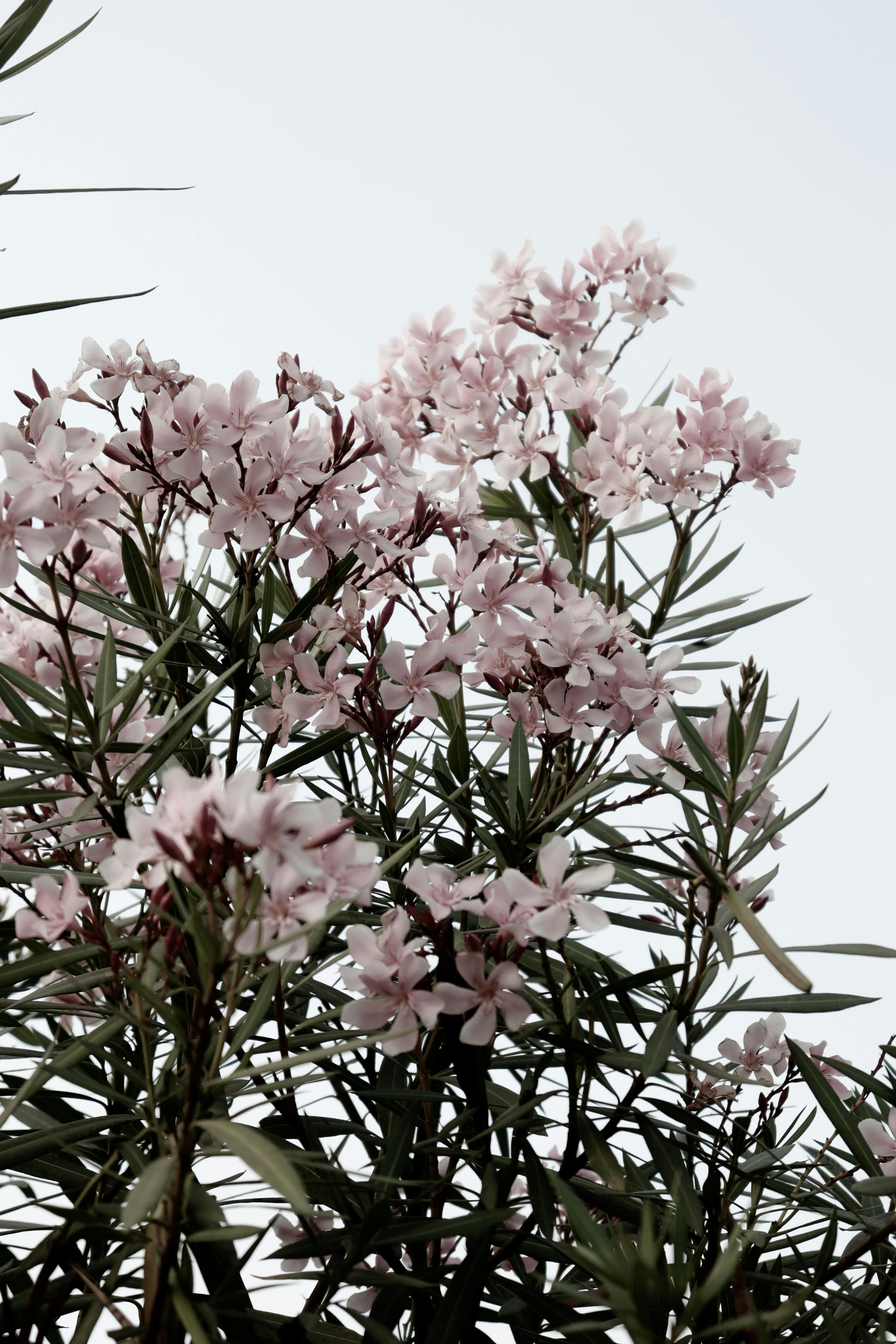 White Oleander Photos, Download The BEST Free White Oleander Stock ...