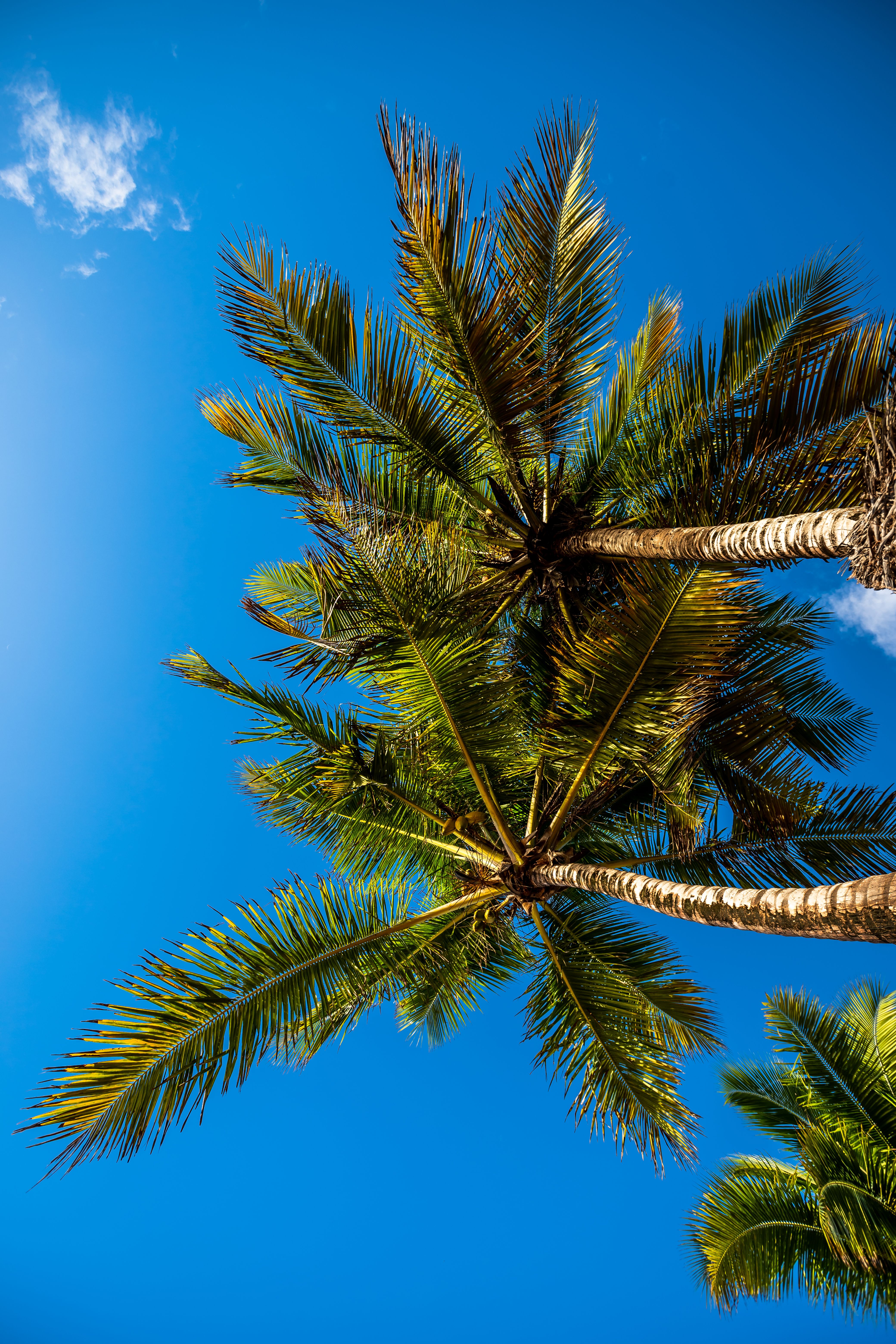 Low Angle Photography of Palm Tree · Free Stock Photo