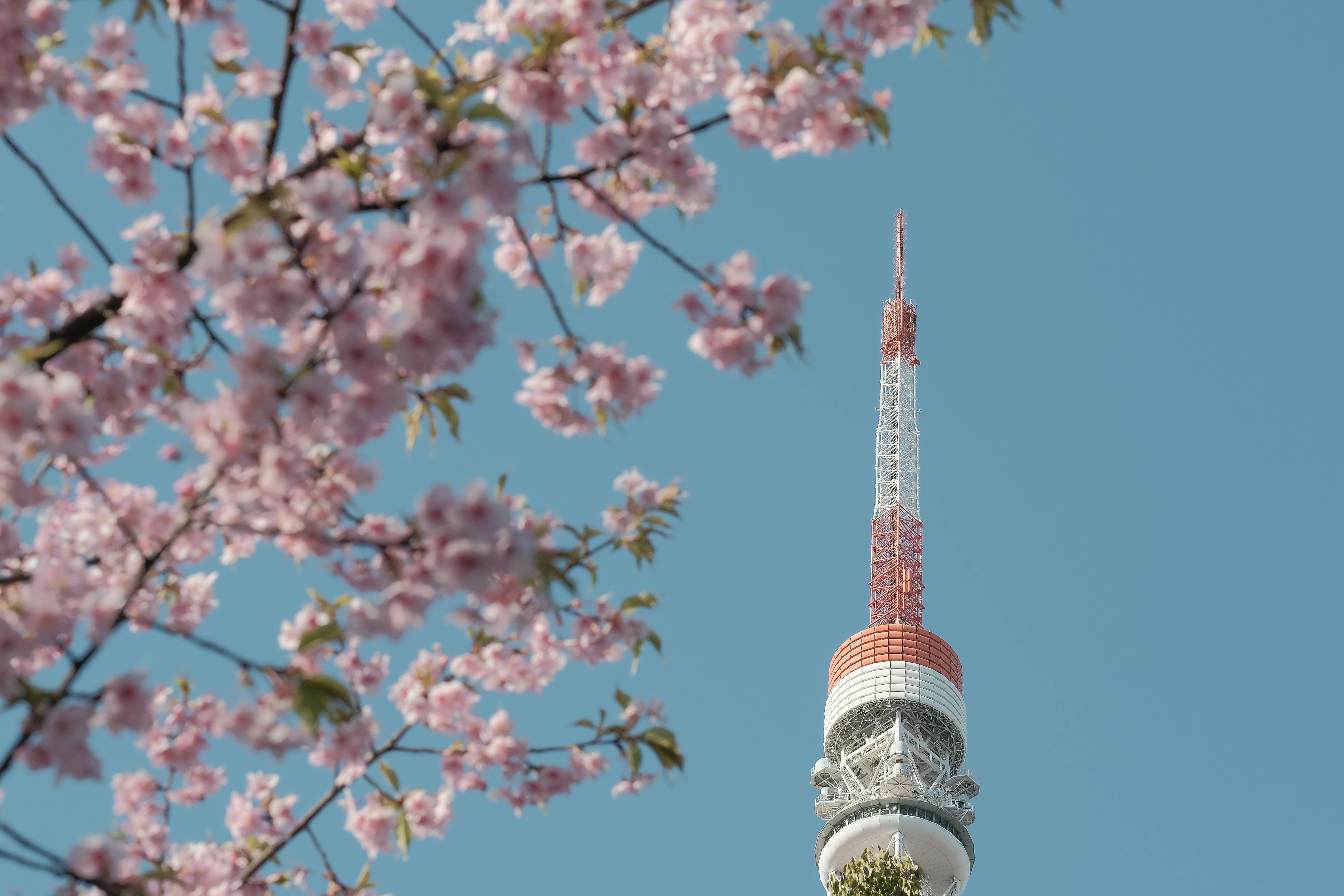 20,000+ Best Tokyo Tower Photos · 100% Free Download · Pexels Stock Photos