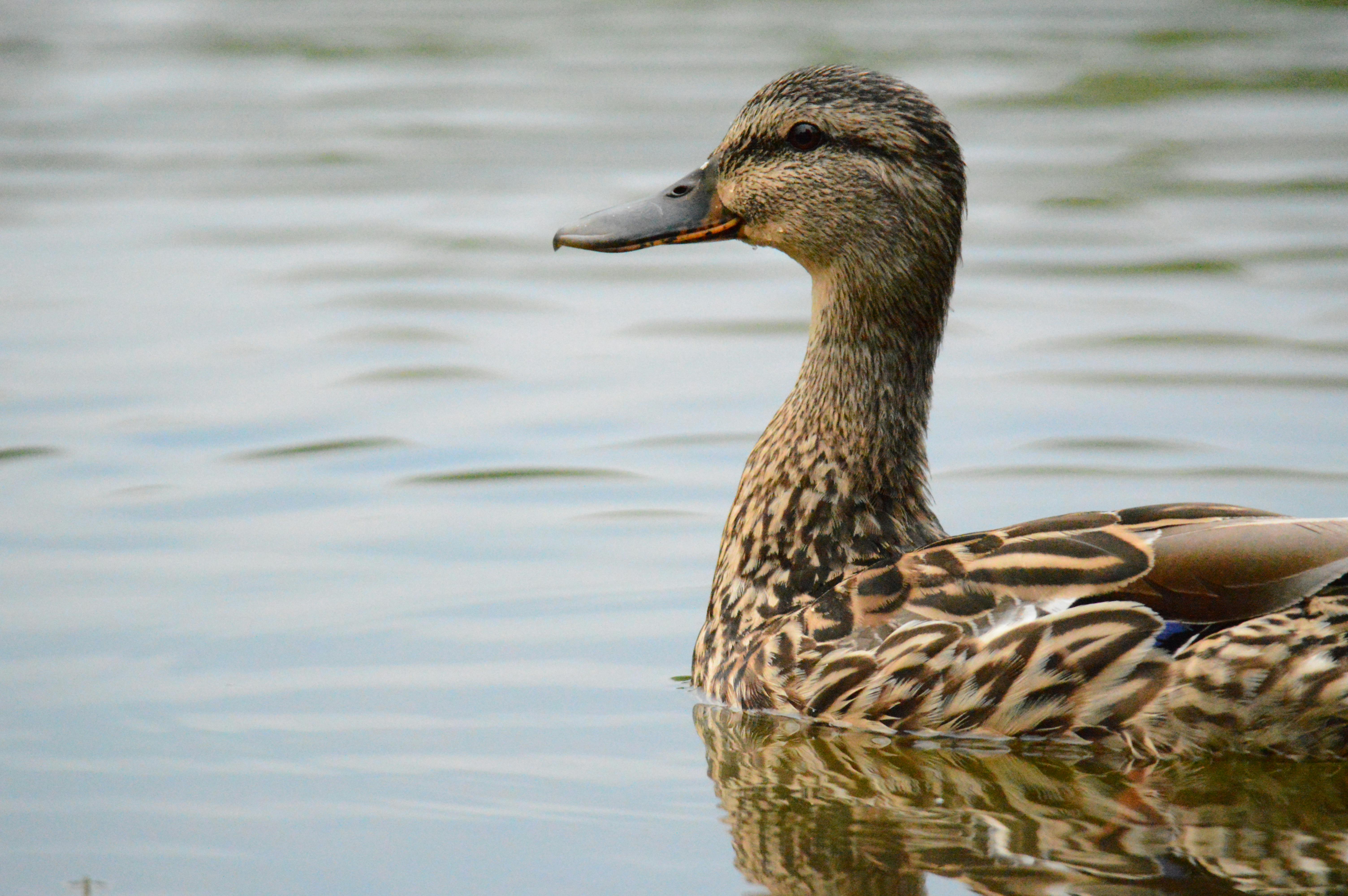 Female Mallard Duck Swimming on Body of Water · Free Stock Photo