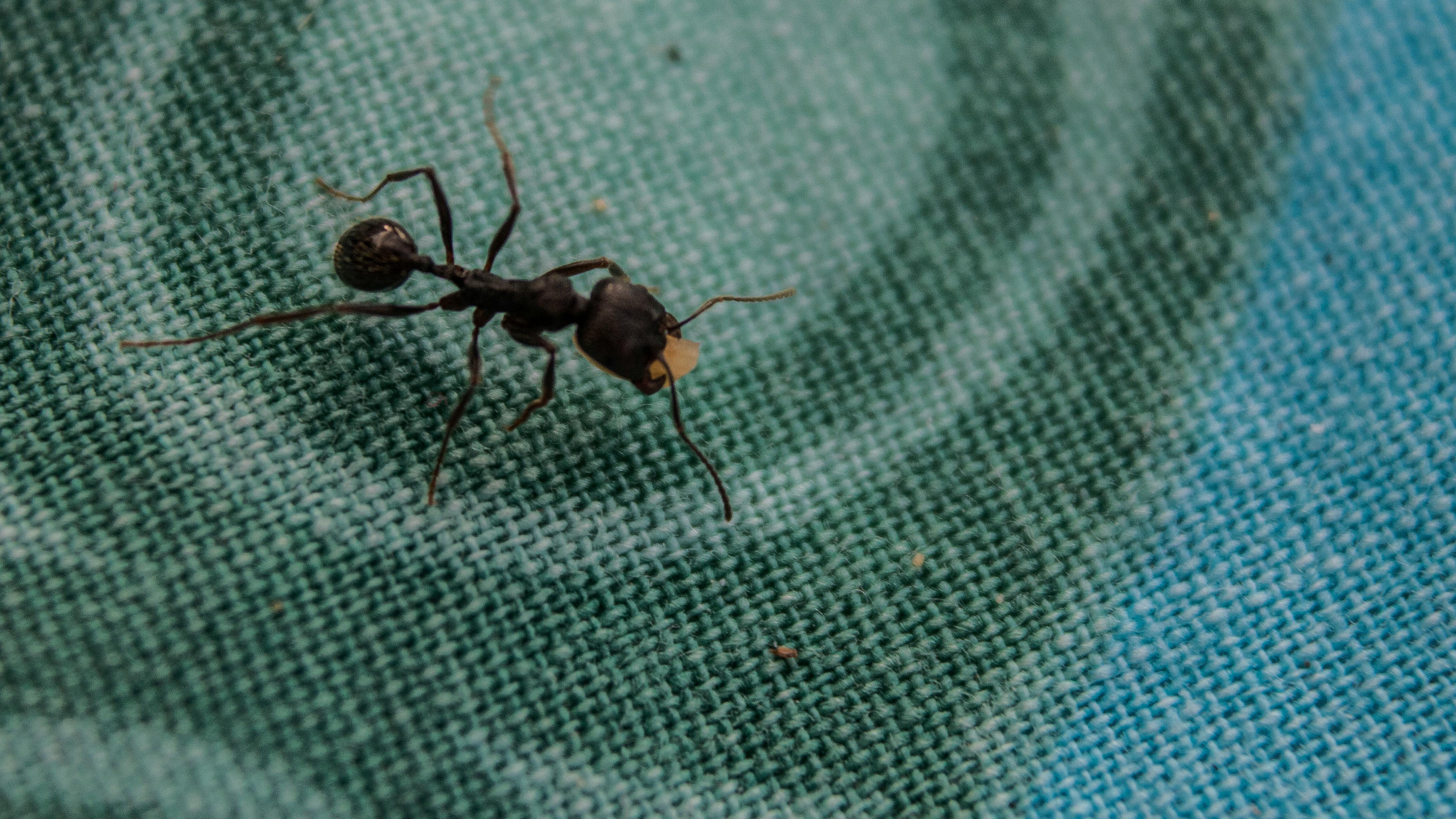 Free stock photo of animal, ant, black ant