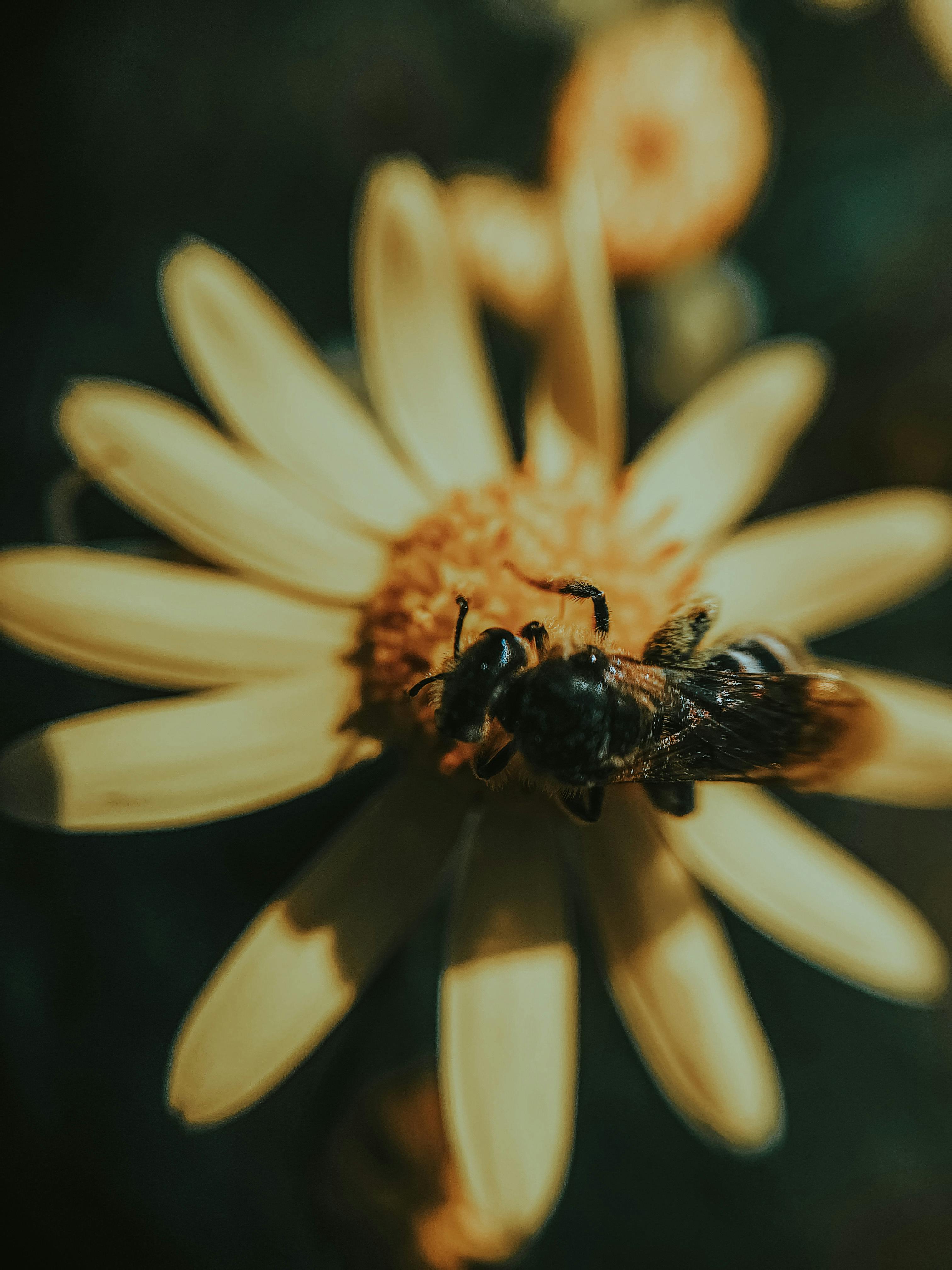 Pollen Collecting Photos, Download Free Pollen Collecting Stock Photos ...