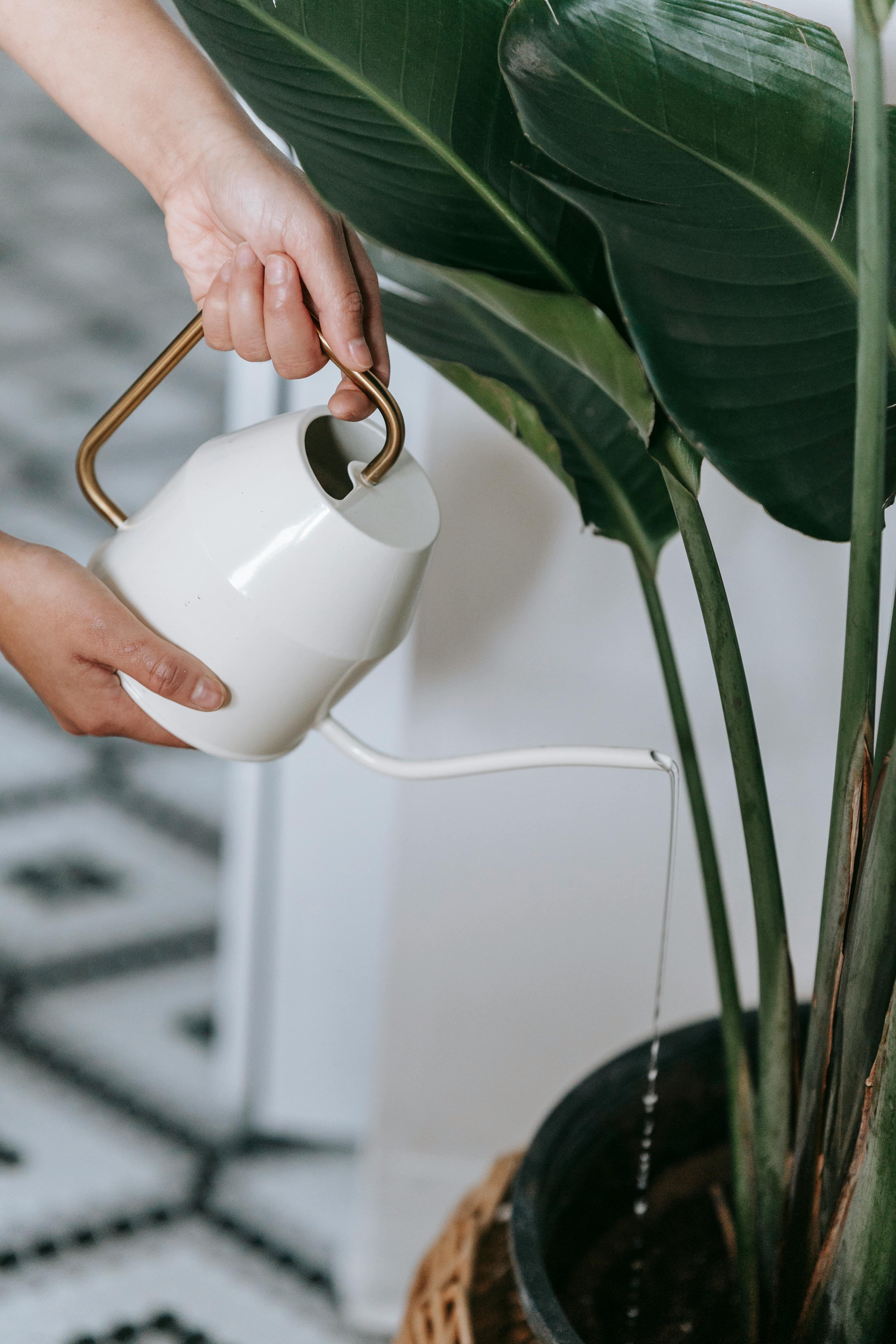 Anonymous person pouring water into flowerpot · Free Stock Photo
