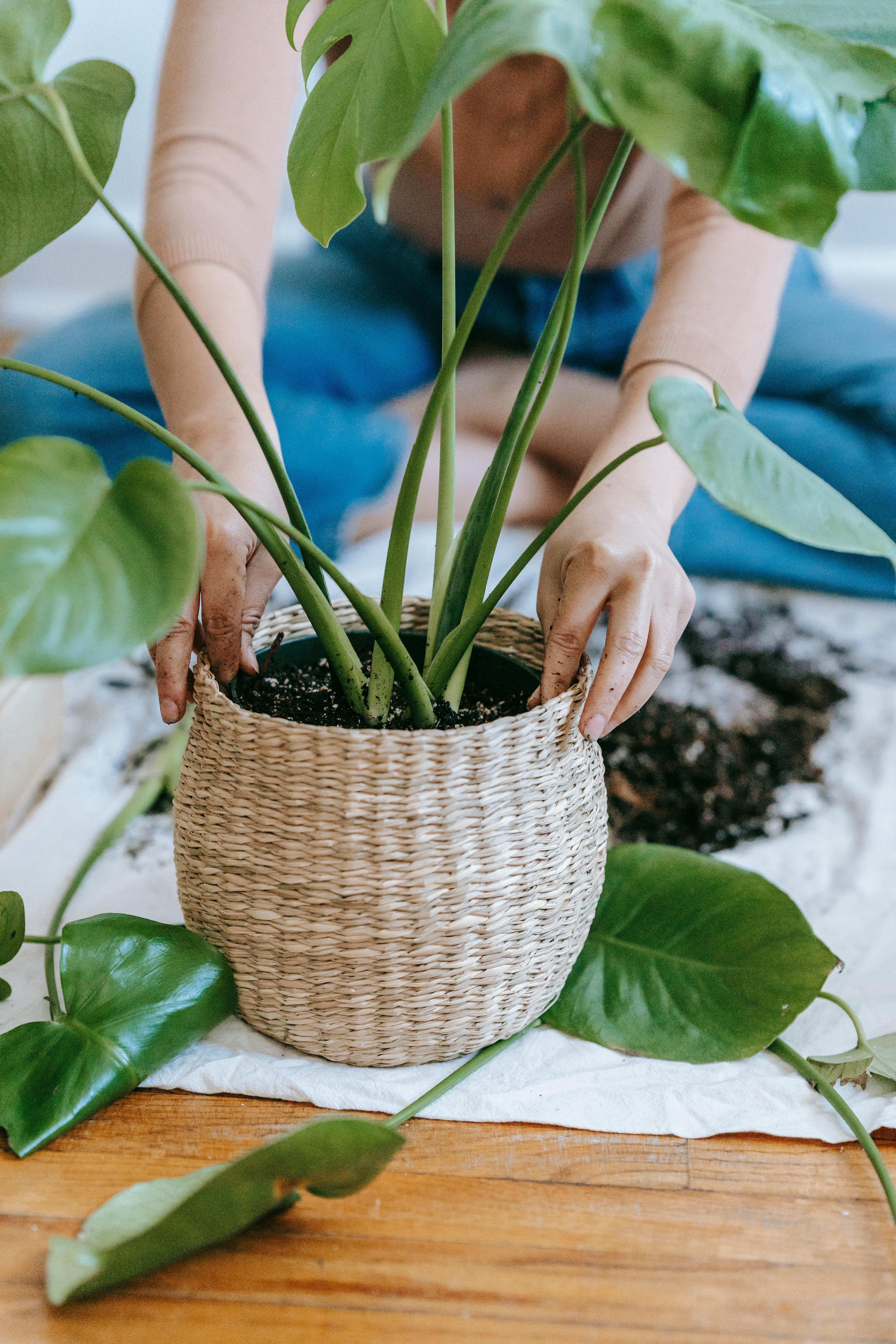 Woman planting plant in pot at home · Free Stock Photo