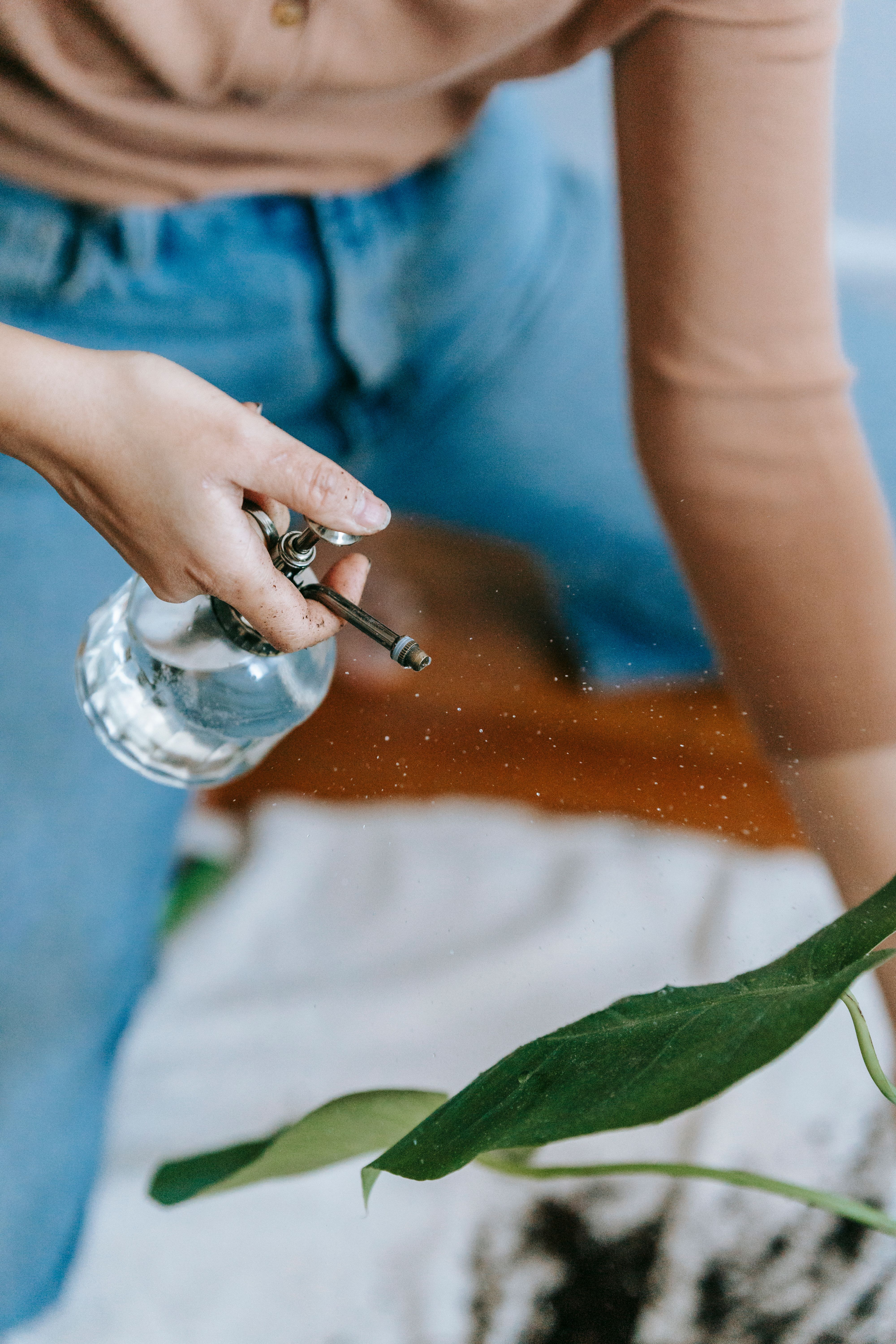 Selective Focus of Person Spraying Water on Plant · Free Stock Photo