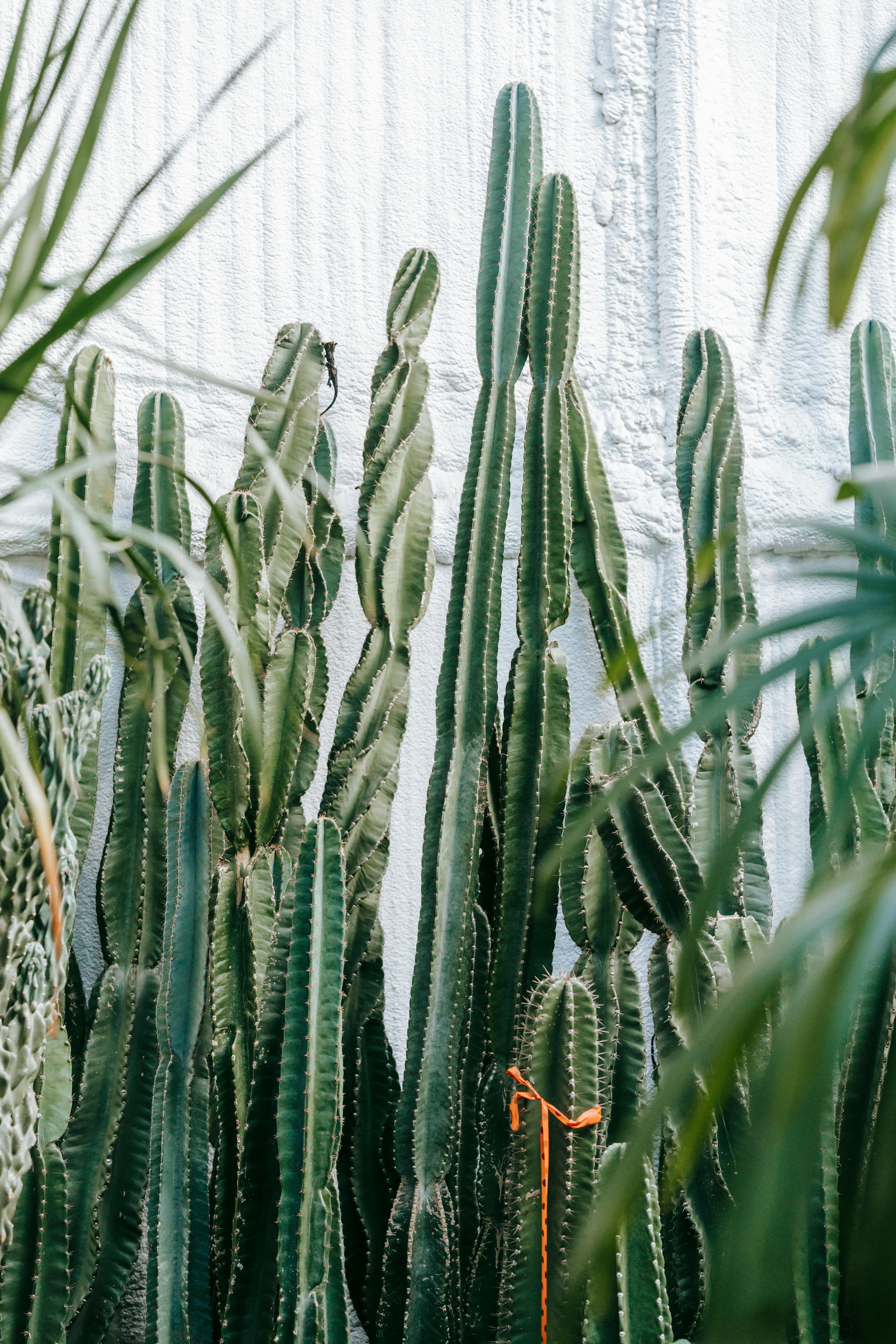 Spiky cacti with thick green stalks in hothouse · Free Stock Photo