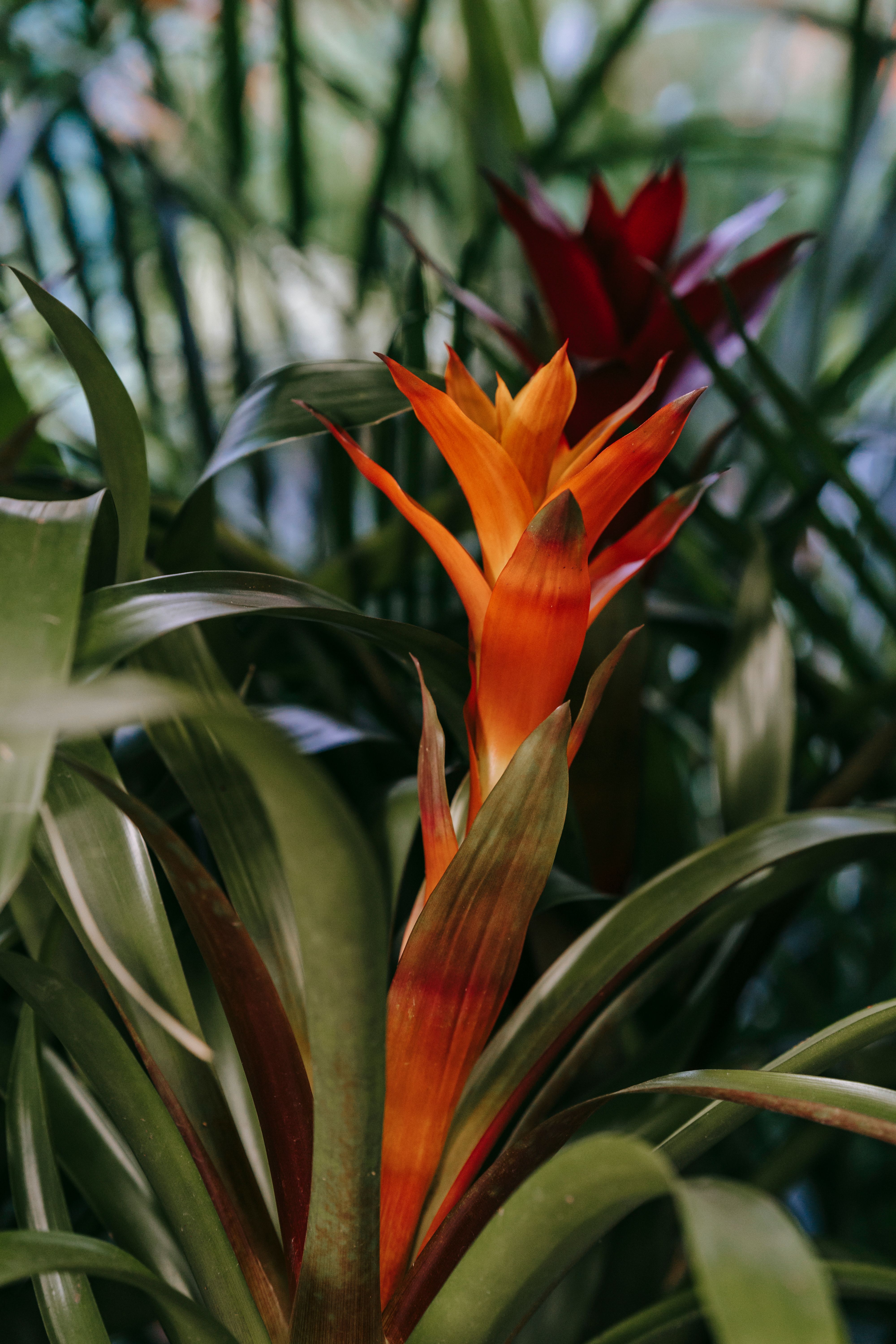 Guzmania Flower Wallpaper | Best Flower Site