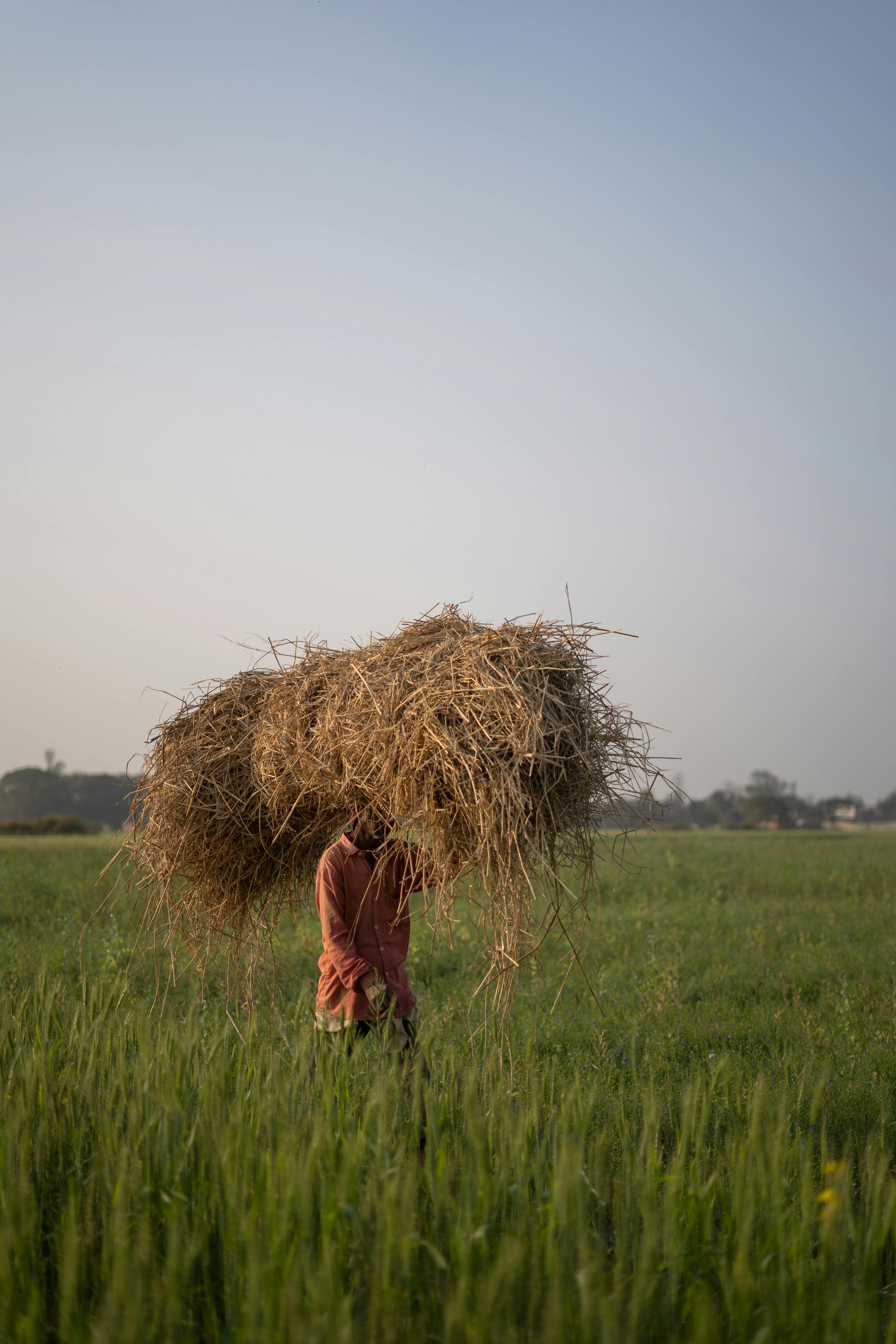 Person Carrying Hay in the Field · Free Stock Photo