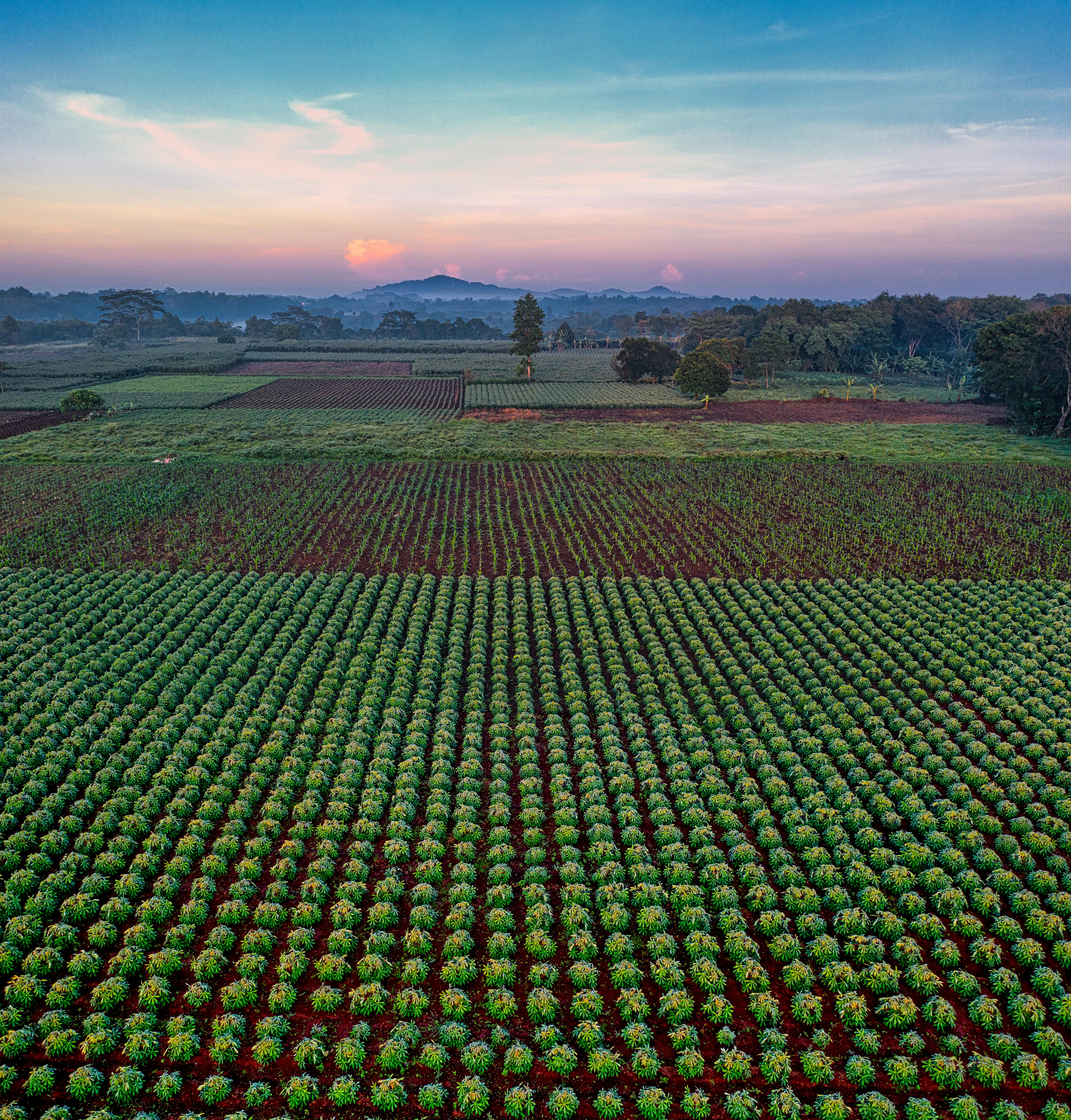 An Aerial Photography of a Cropland Near the Green Trees · Free Stock Photo