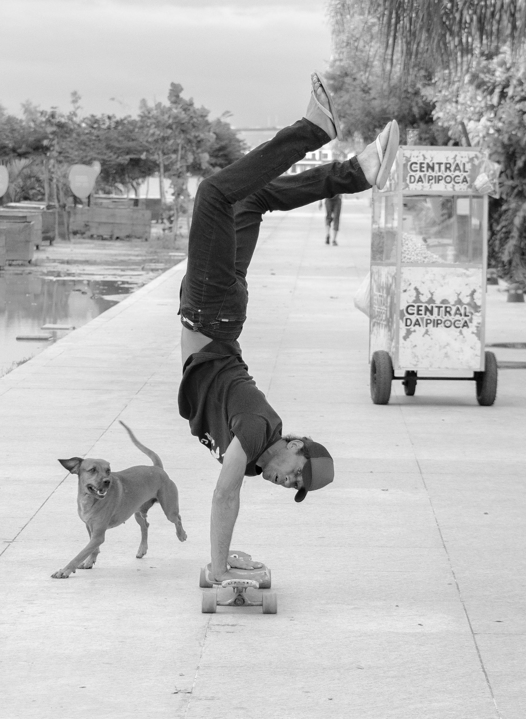 Skateboarding Dog Photos, Download The BEST Free Skateboarding Dog ...